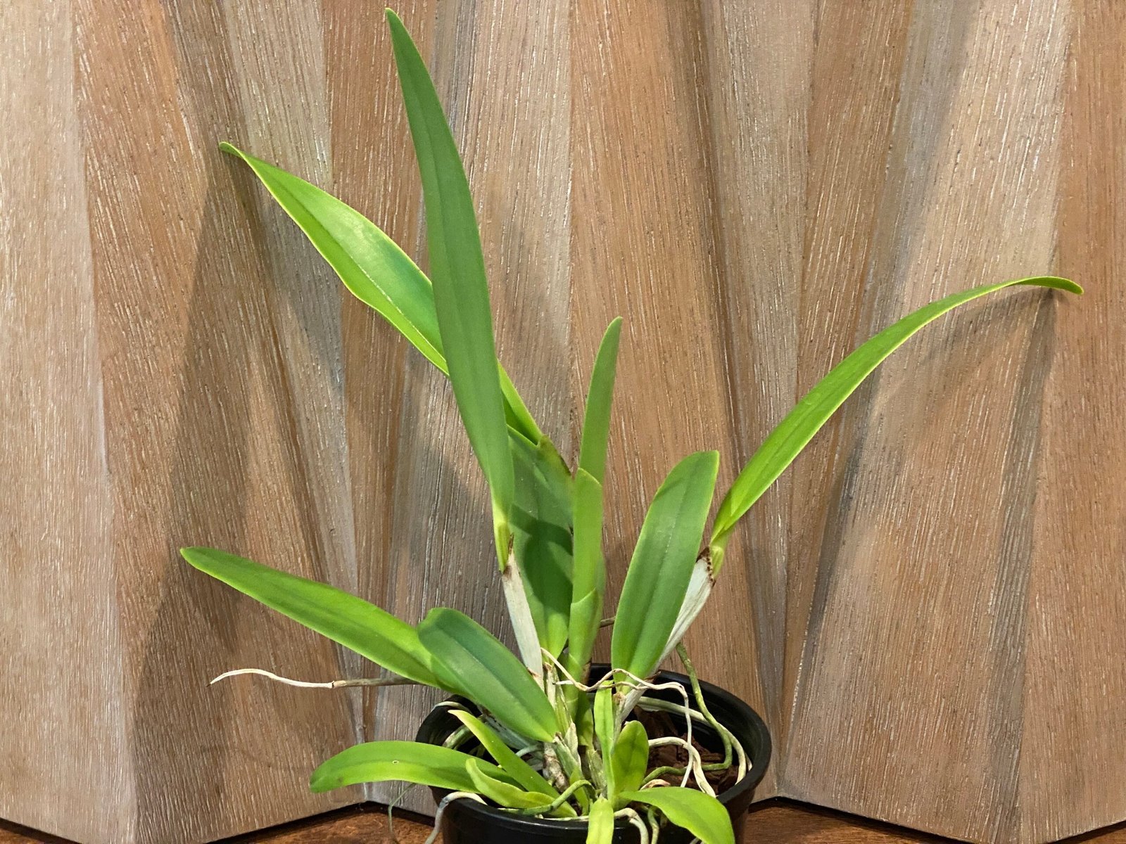 IN SHEATH & FRAGRANT- Cattleya quadricolor (chocoensis) x sib (5” pot ...