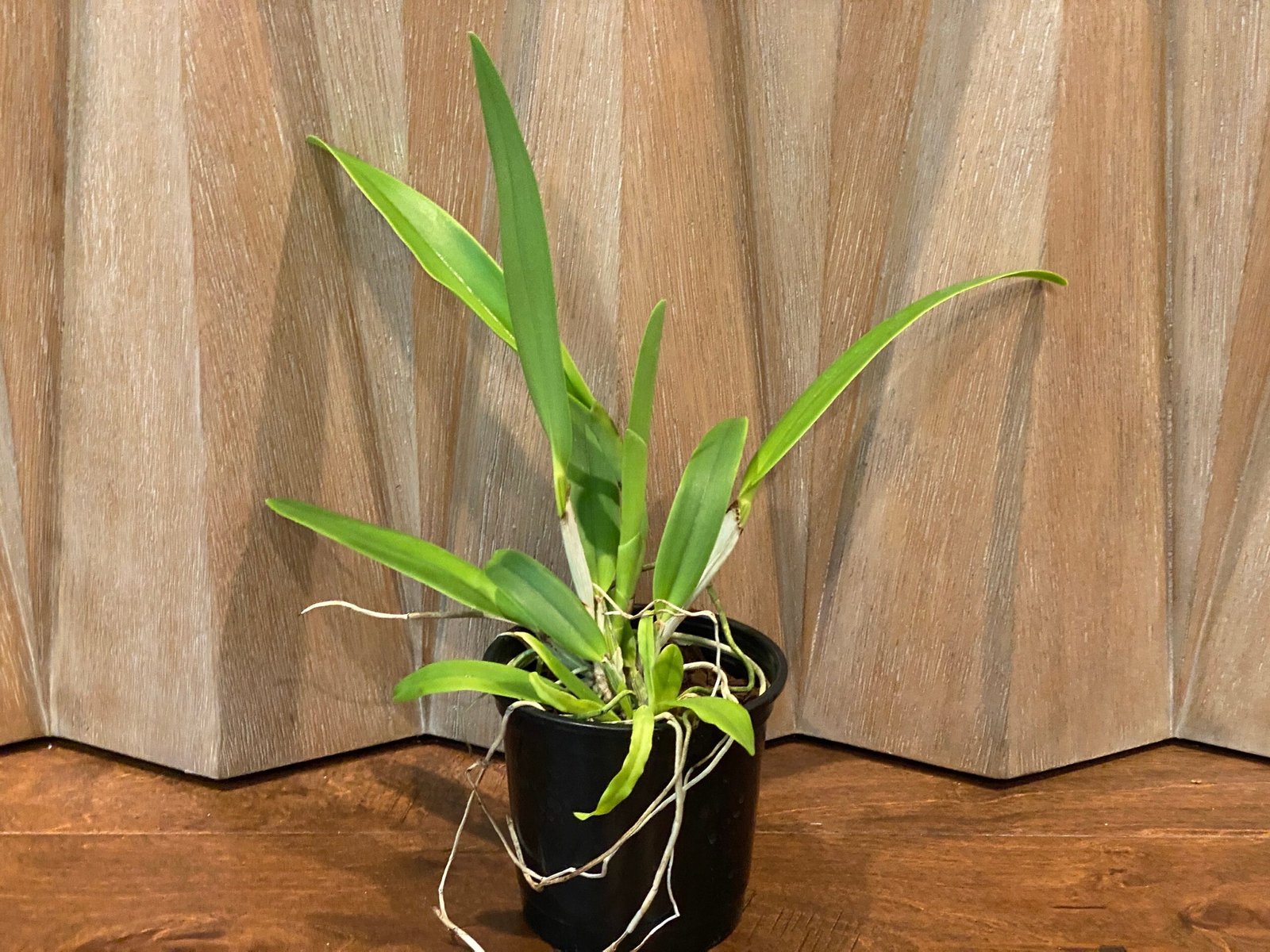 IN SHEATH & FRAGRANT- Cattleya quadricolor (chocoensis) x sib (5” pot ...