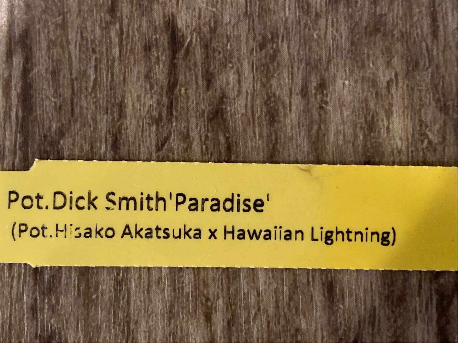 In Sheath Pot. Dick Smith’Paradise’ (Pot. Hisako Akatsuka × Hawaiian ...