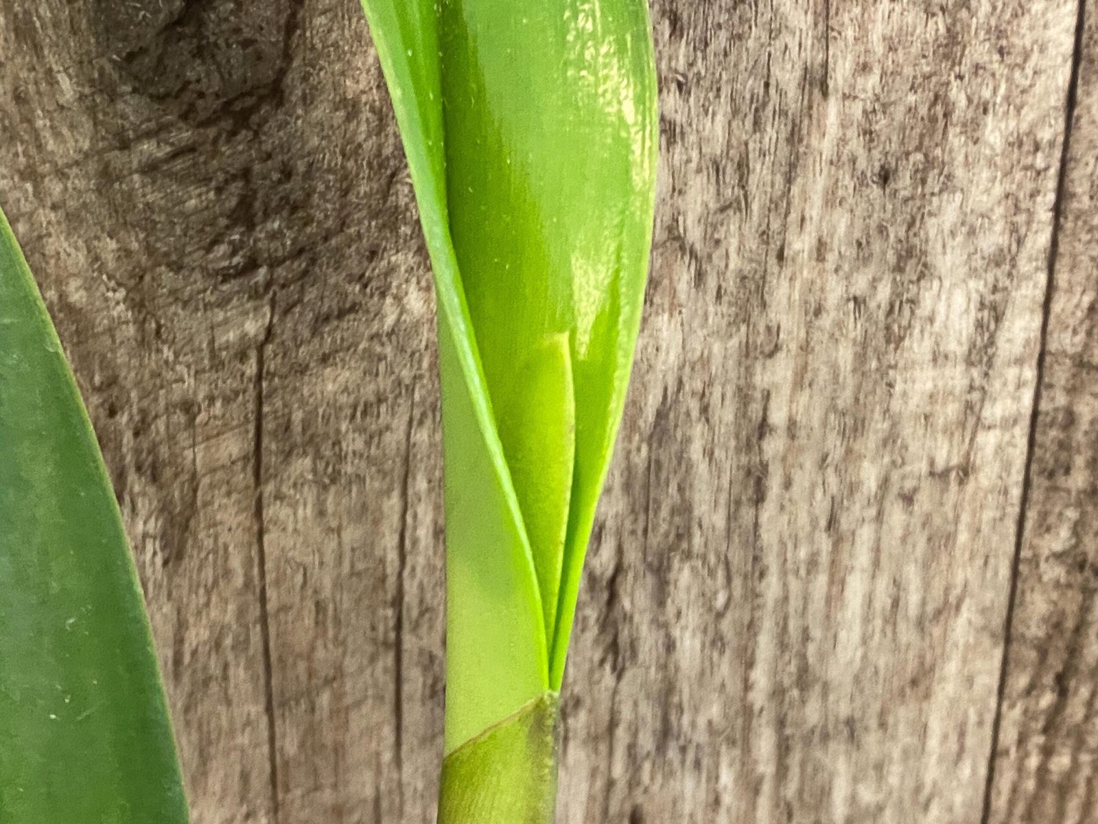 In Sheath Rlc. Amazing Bangkok (5″ pot) - Everything Orchids