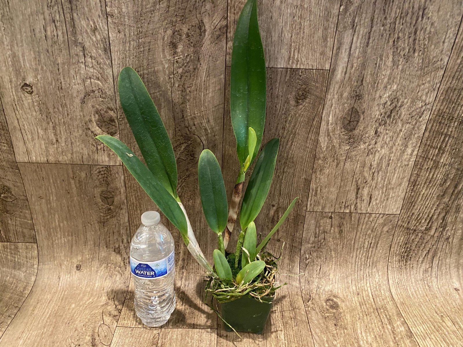 In Sheath Rlc. Amazing Thailand #1 (3.5” pot) - Everything Orchids