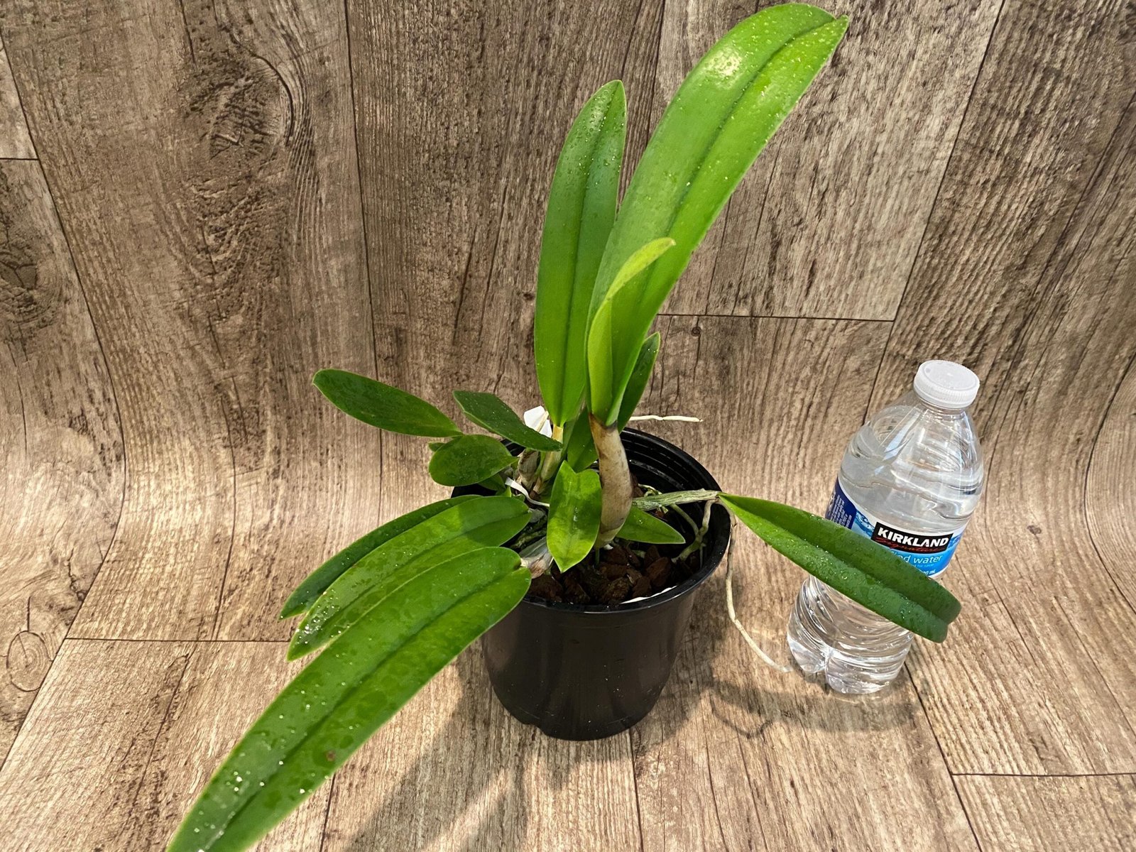 In Sheath Rlc. Amazing Thailand x Rlc. Chomthong Delight (5” pot ...