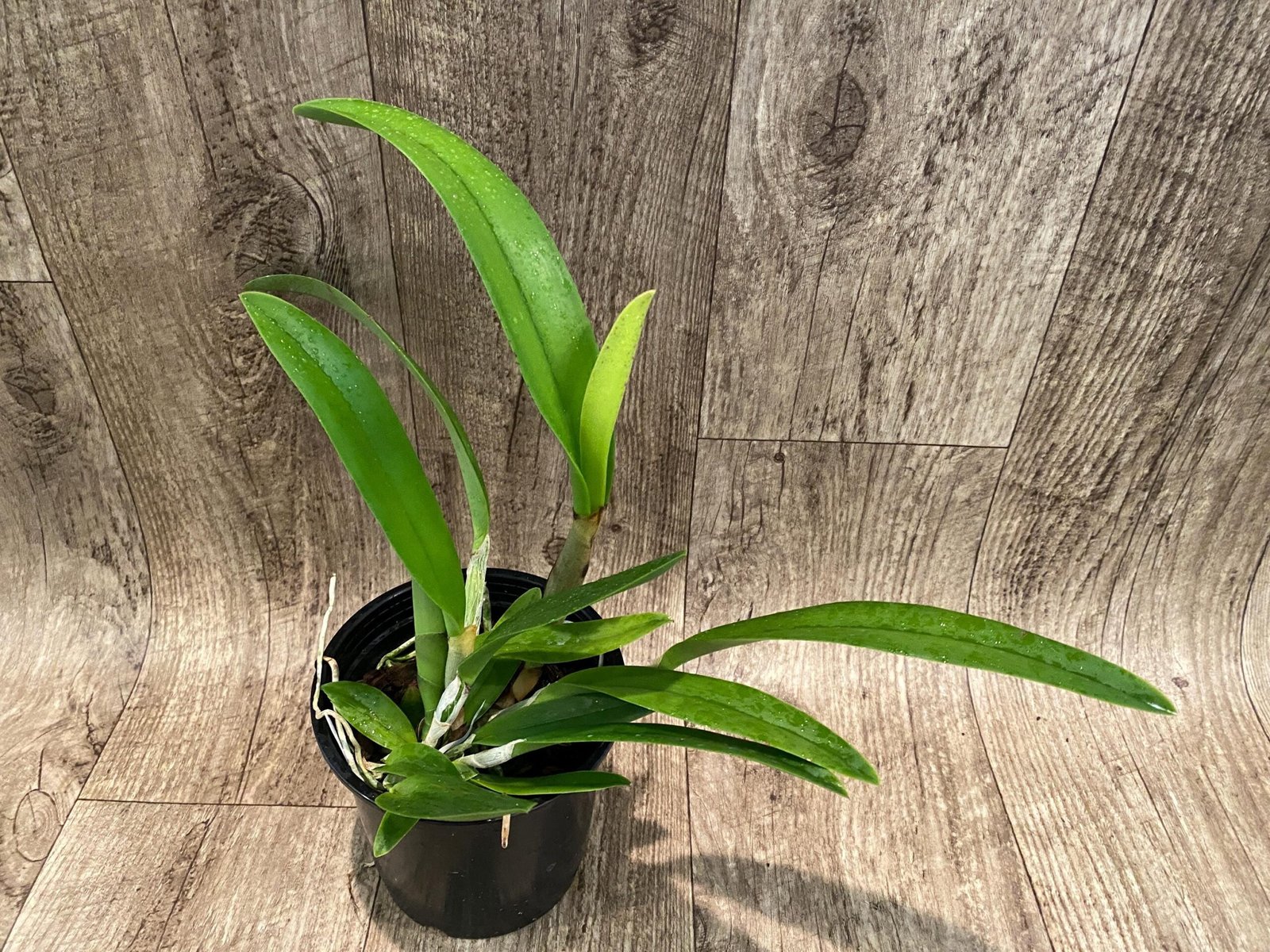 In Sheath Rlc. Amazing Thailand x Rlc. Chomthong Delight (5” pot ...