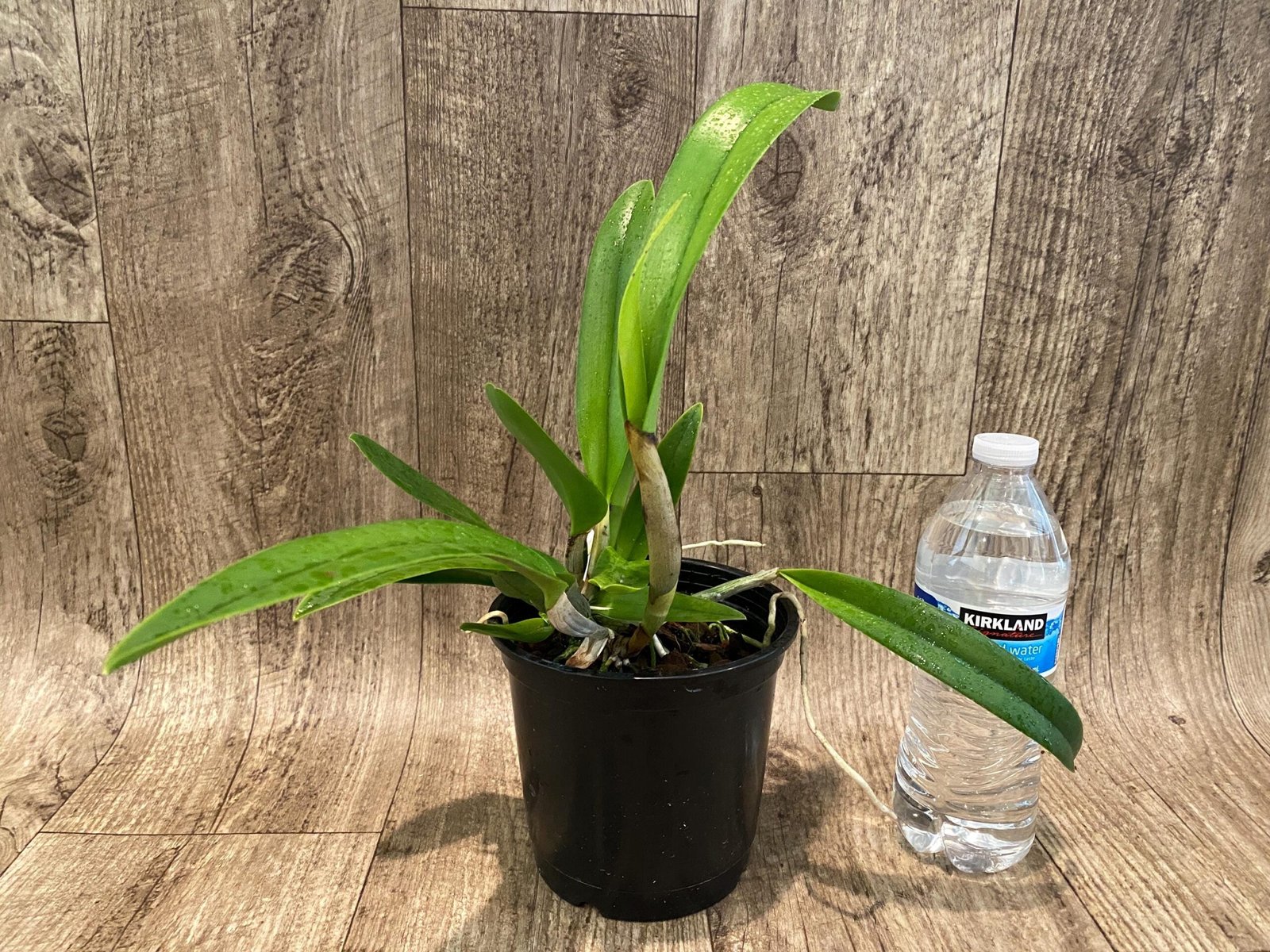 In Sheath Rlc. Amazing Thailand x Rlc. Chomthong Delight (5” pot ...