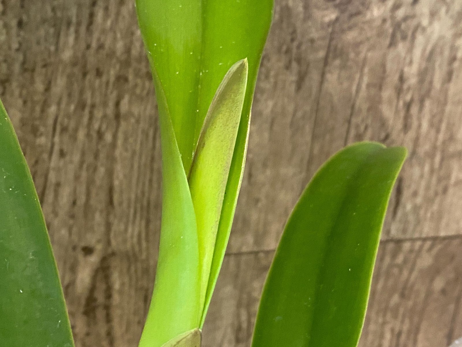 In Sheath Rlc. Miss Thailand × RIc. Thaksina Gold (5” pot) - Everything ...