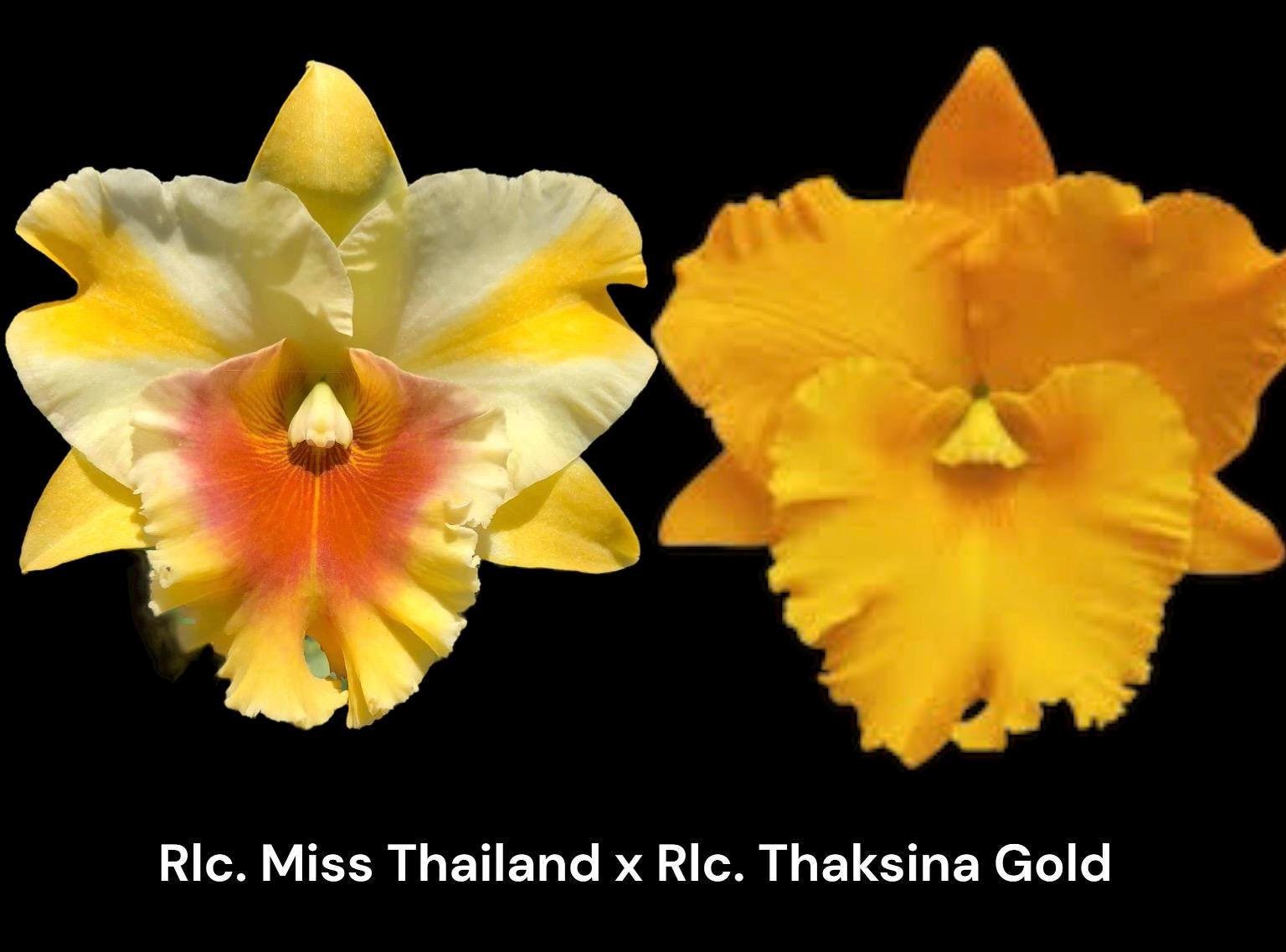 Rlc. Miss Thailand × RIc. Thaksina Gold (5” pot) - Everything Orchids