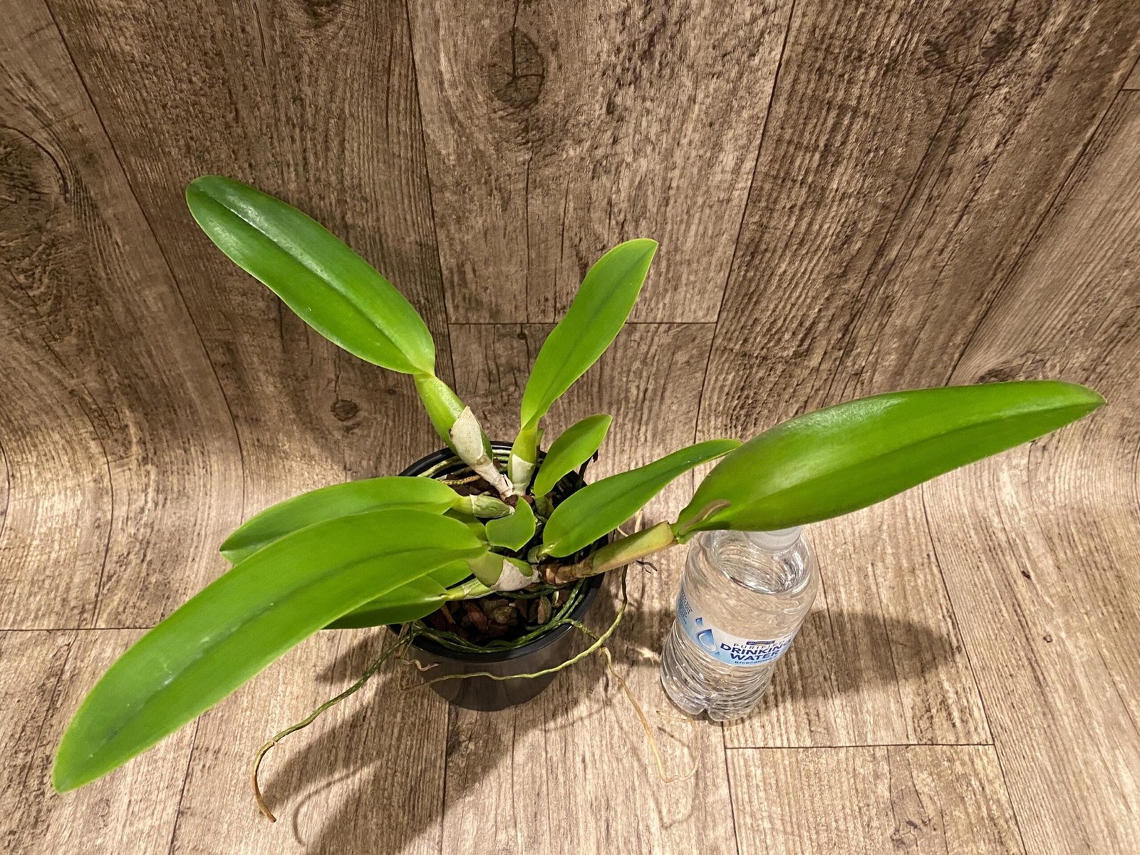 In Sheath Rlc. Siam Delight × RIc. Nakornchaisri Delight ‘Yen’ (5” pot ...