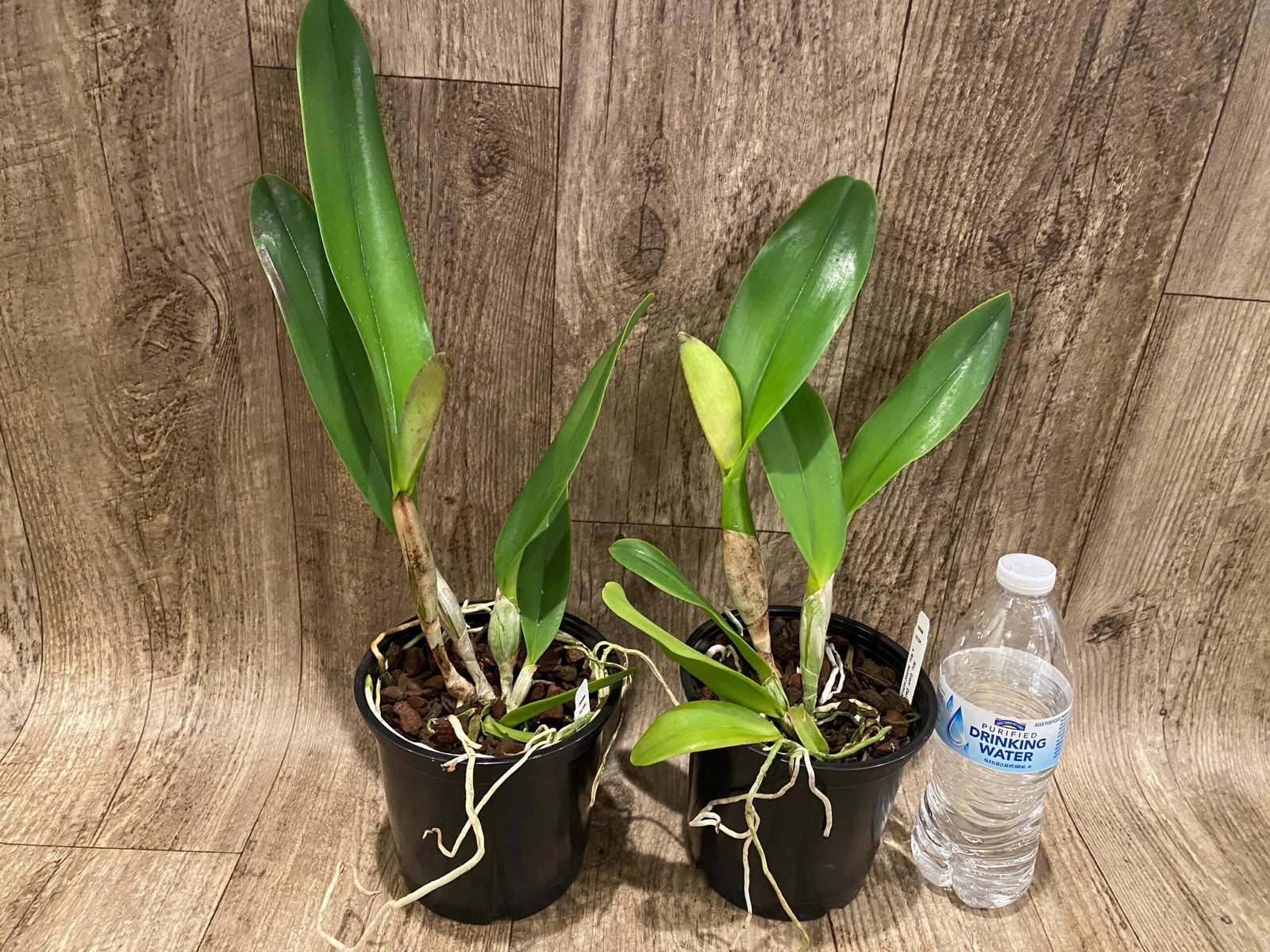 In Sheath Rlc. Siam Delight x Rlc. Nakomchaisri Delight ‘Yen’ (5” pot ...