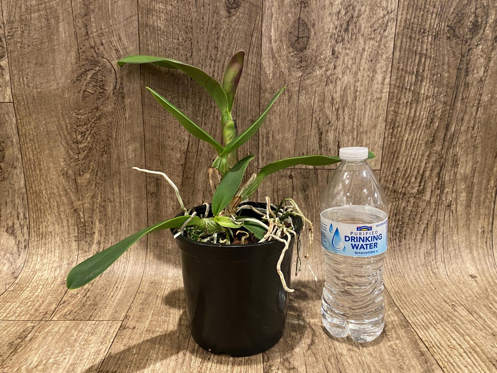 In Sheath Rlc. Siam Pacific Delight (5” pot) - Everything Orchids