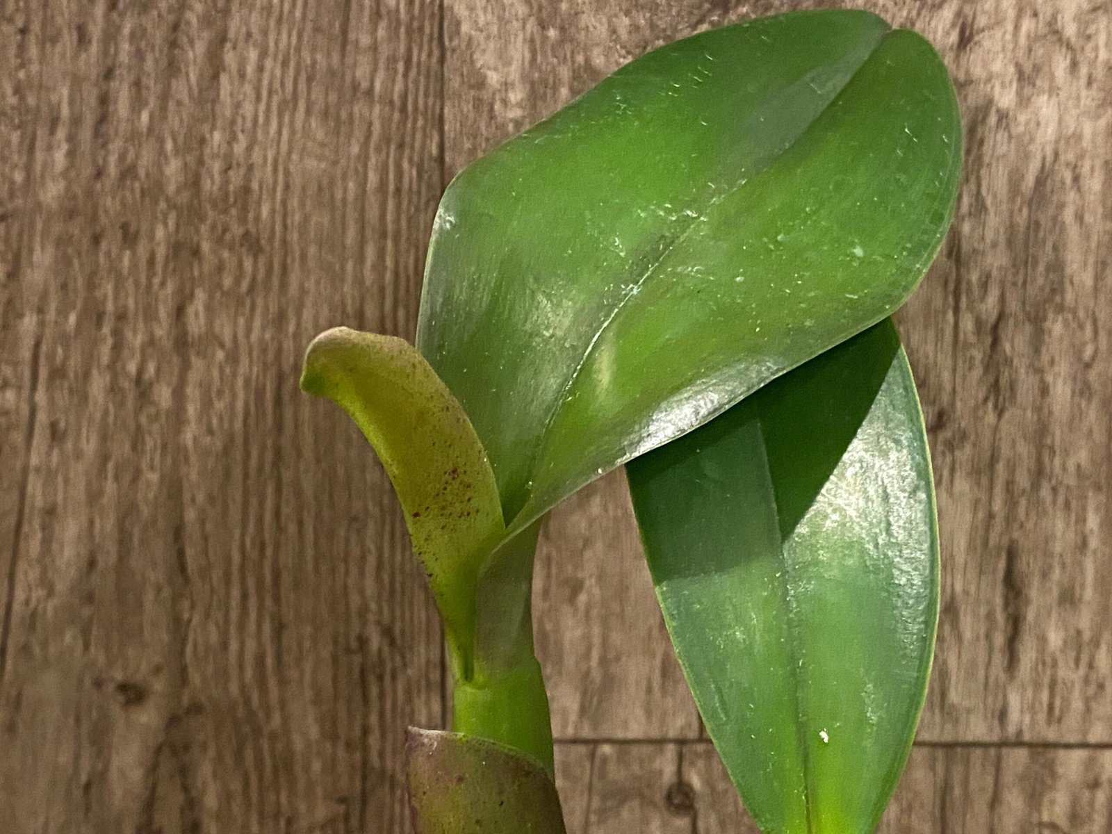 In Sheath Rlc. Thaksina Gold (5” pot) - Everything Orchids