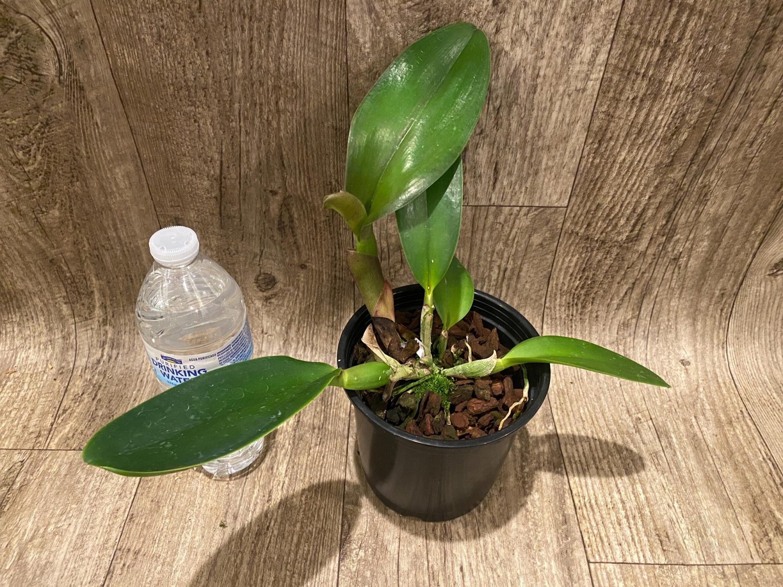 In Sheath Rlc. Thaksina Gold (5” pot) - Everything Orchids
