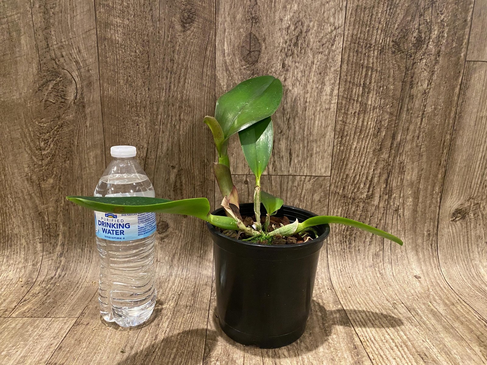 In Sheath Rlc. Thaksina Gold (5” pot) - Everything Orchids