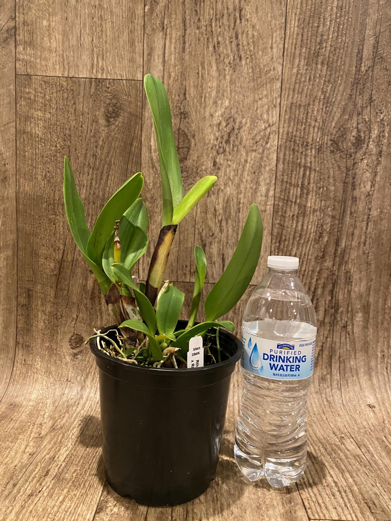 In Sheath Rth. Fushu Flory × Rlc. Amazing Thailand ‘Rainbow’ (5” pot ...