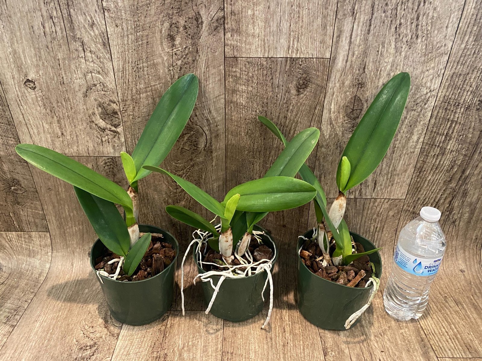 In Sheath Rth. Hsinying Catherine ‘Hakucho’ (3.5” pot) - Everything Orchids