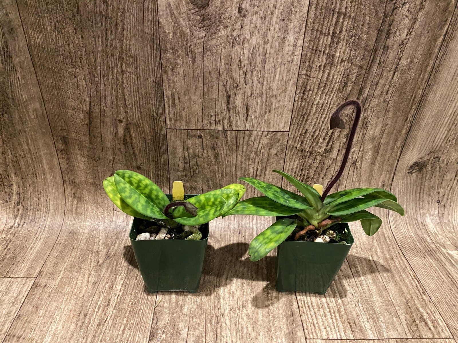 In Spike/ Bud – Paph. Xanthophyllum (volonteanum x mastersianum) (3.5 ...