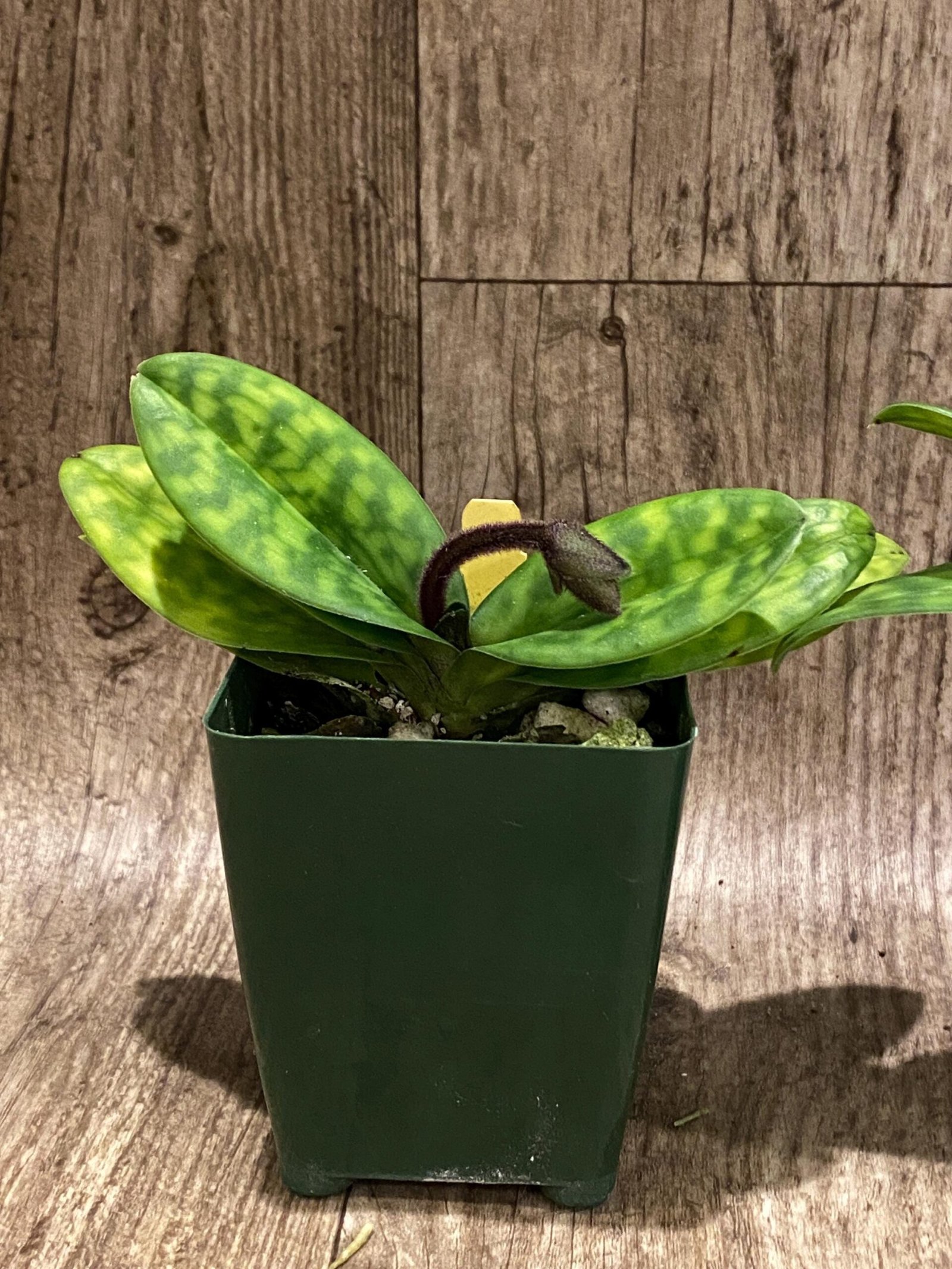 In Spike/ Bud – Paph. Xanthophyllum (volonteanum x mastersianum) (3.5 ...