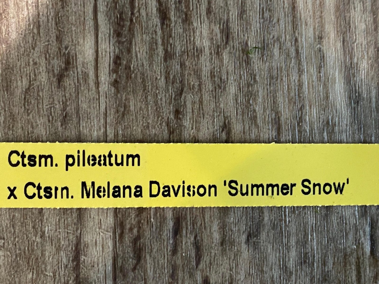 In Spike Catasetum pileatum × Catasetum Melana Davison ‘Summer Snow’ (2 ...