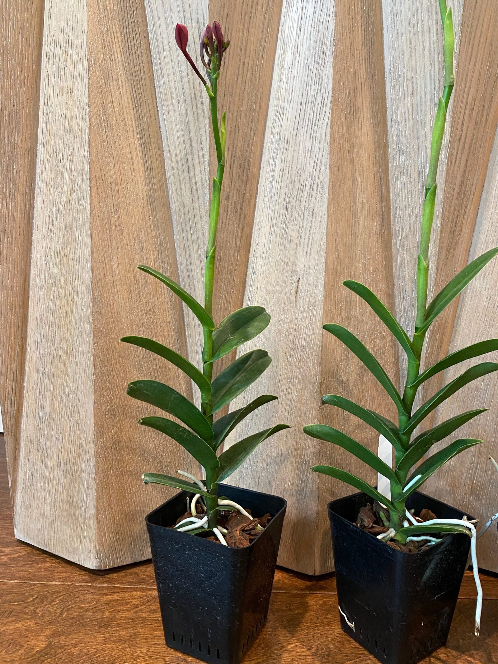 IN SPIKE – Epidendrum Red (3.5” Pot) - Everything Orchids
