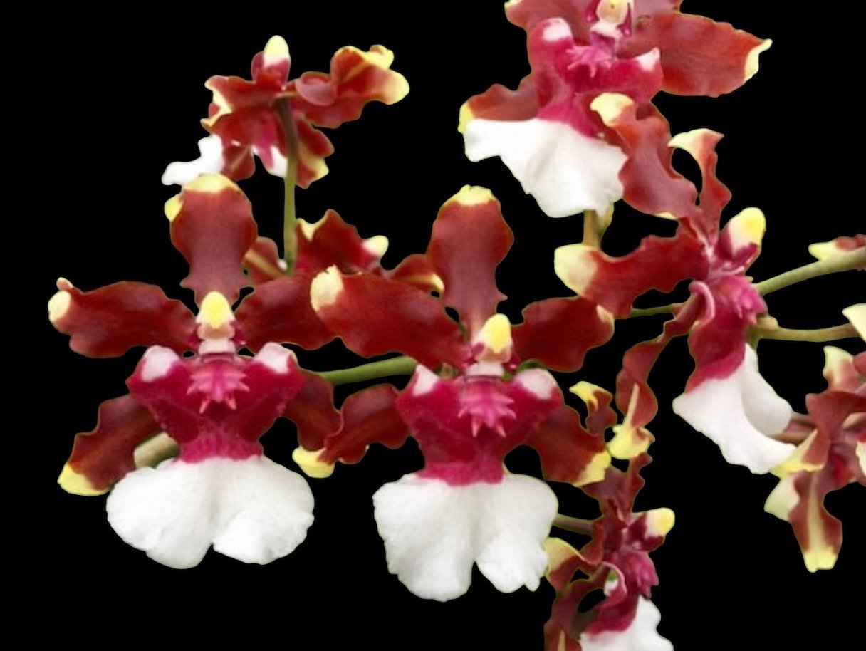 In Spike – Oncidium Aka Baby ‘Raspberry Chocolate’ HCC/AOS large Plants ...