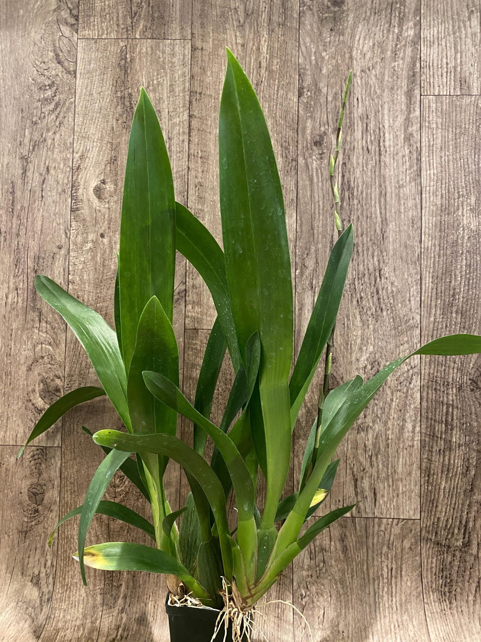 In Spike – Oncidium Aka Baby ‘Raspberry Chocolate’ HCC/AOS large Plants ...