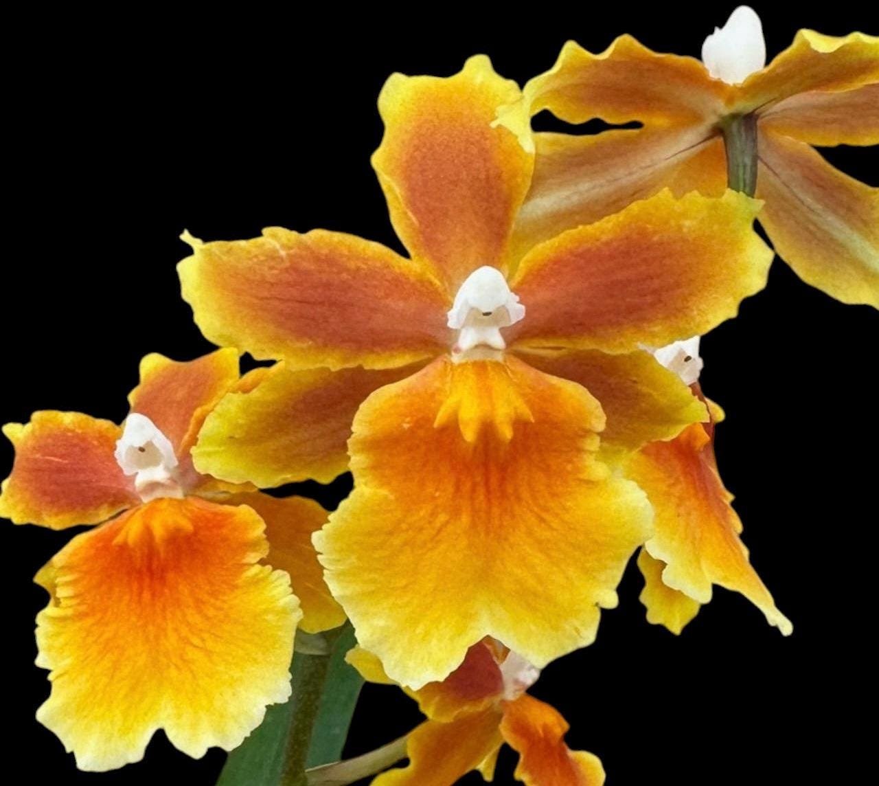 In Spike Oncoptelopsis Brazilian Sun ‘Samba’ (3.5” pot) - Everything ...