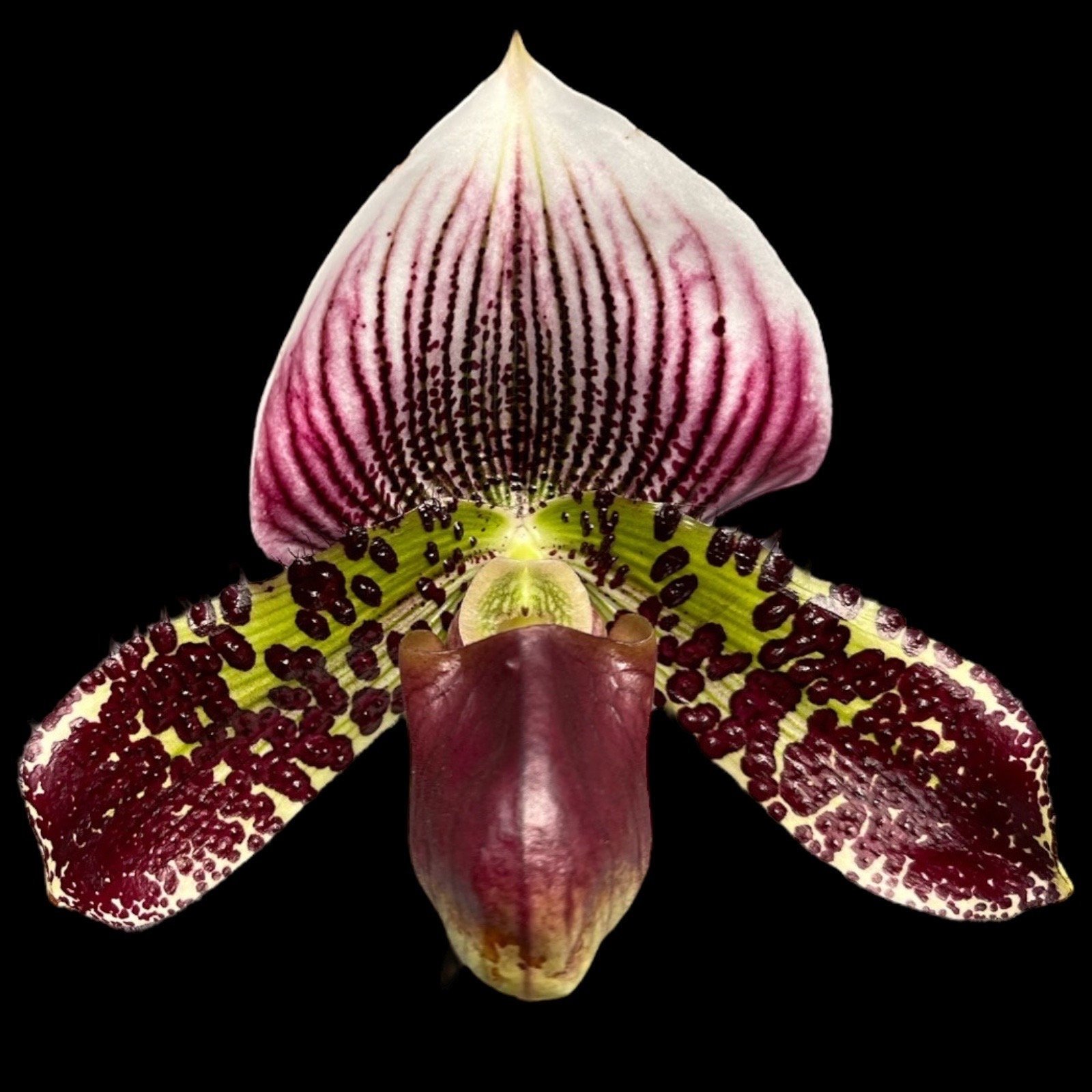 IN SPIKE – Paph. Hsinying Alien (Paph. Supersuk ‘Eureka’ x Raisin Pie ...