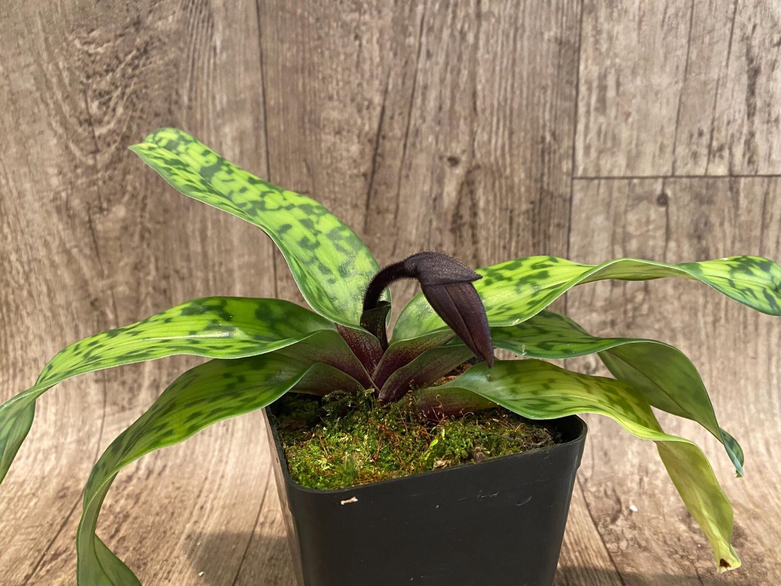 In Spike Paph. Hsinying Rubyweb ‘2096 #1’ × Paph. Captivatingly Wood ...