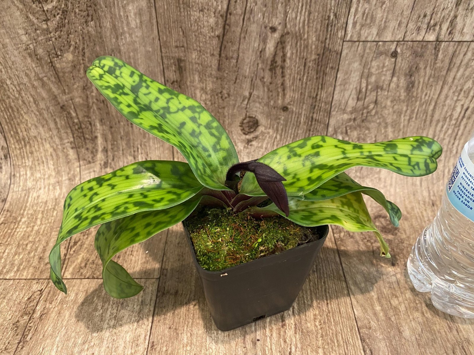 In Spike Paph. Hsinying Rubyweb ‘2096 #1’ × Paph. Captivatingly Wood ...
