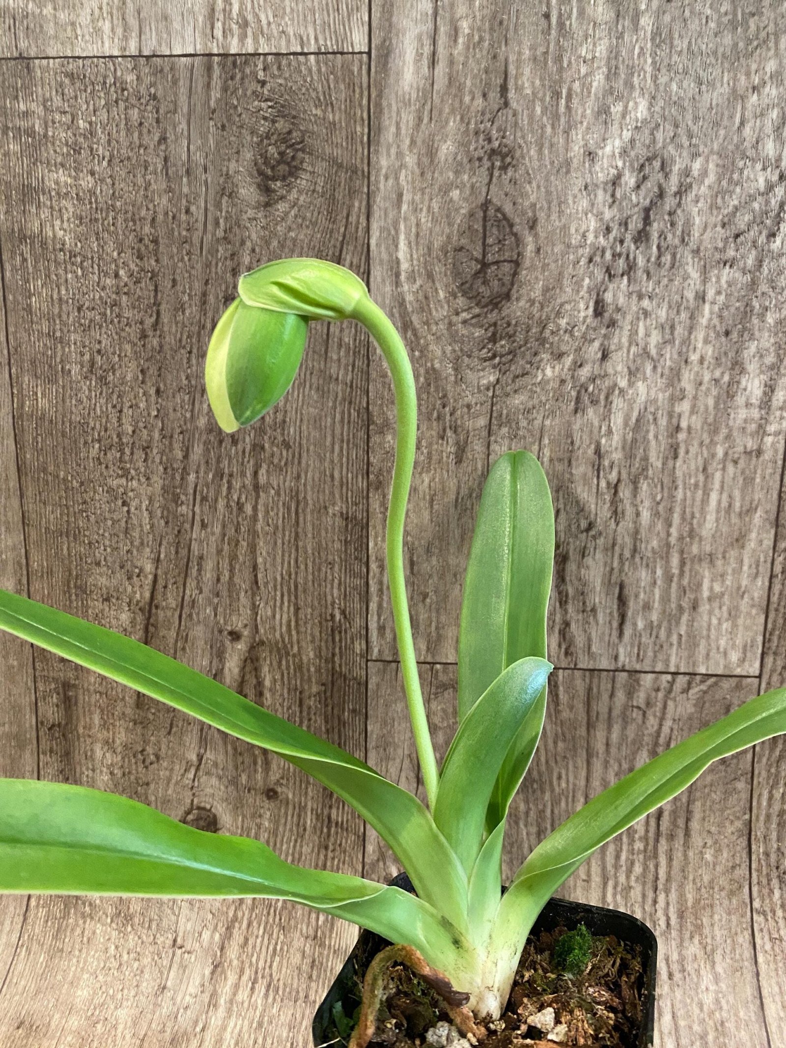 In Spike Paph. Katai’s Golden Emerald ‘Double Lime’ × Paph. Sorcerer’s ...