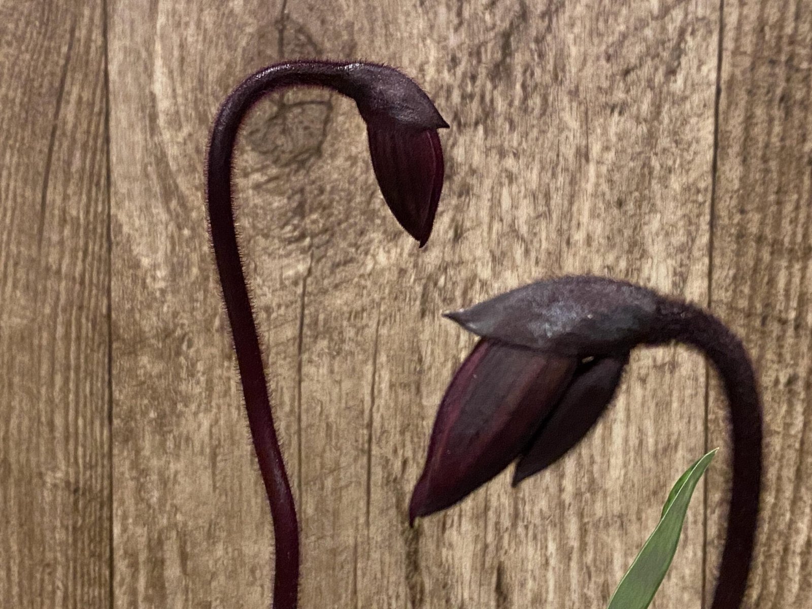 In Spike Paph. Mem. Gerhard Conrad ‘Holidays’ x Paph. Danielle Comeaux ...