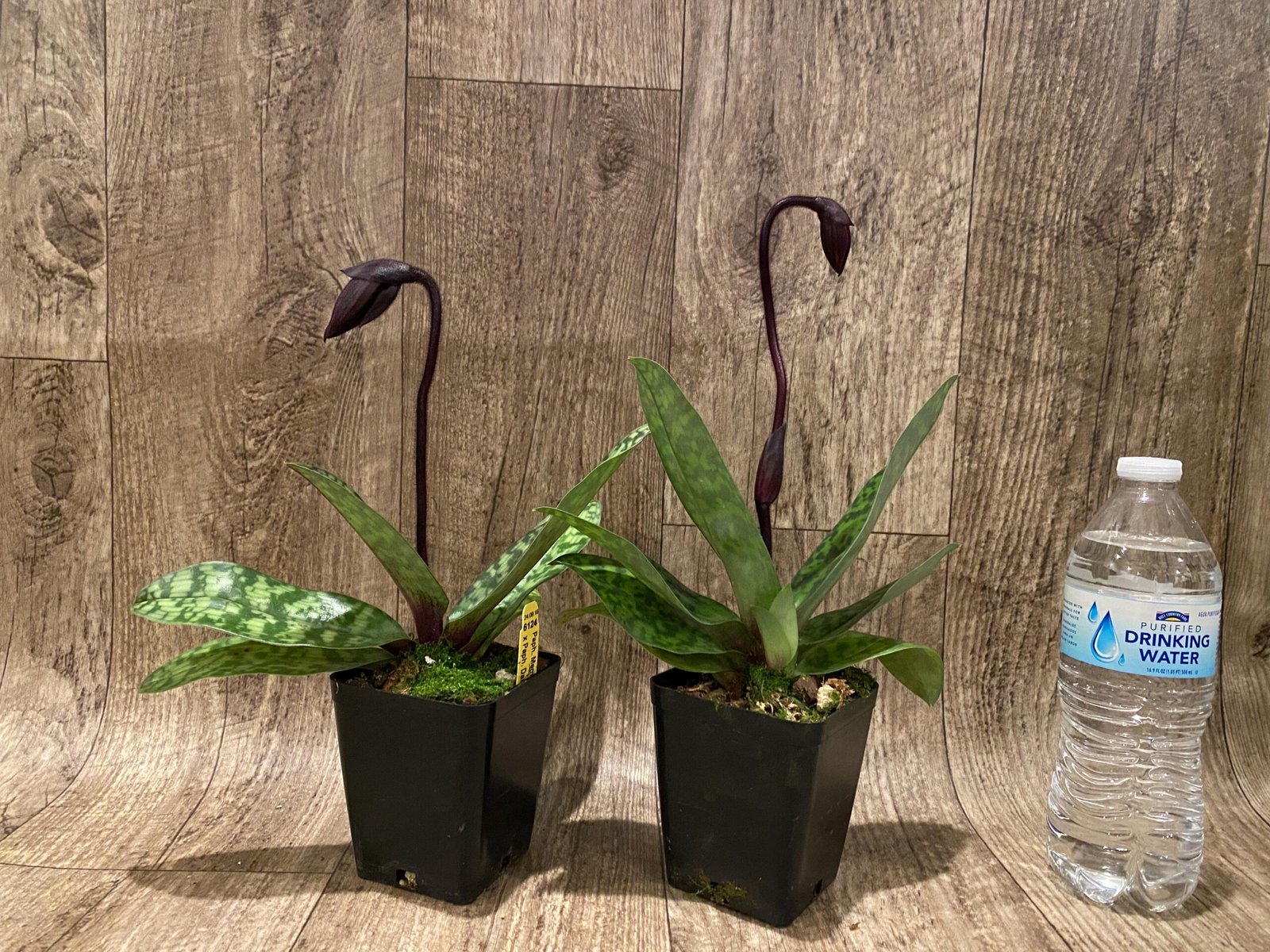 In Spike Paph. Mem. Gerhard Conrad ‘Holidays’ x Paph. Danielle Comeaux ...
