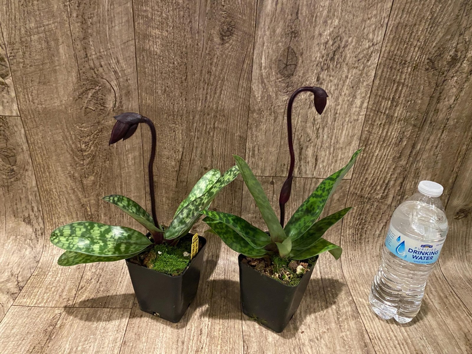 In Spike Paph. Mem. Gerhard Conrad ‘Holidays’ x Paph. Danielle Comeaux ...
