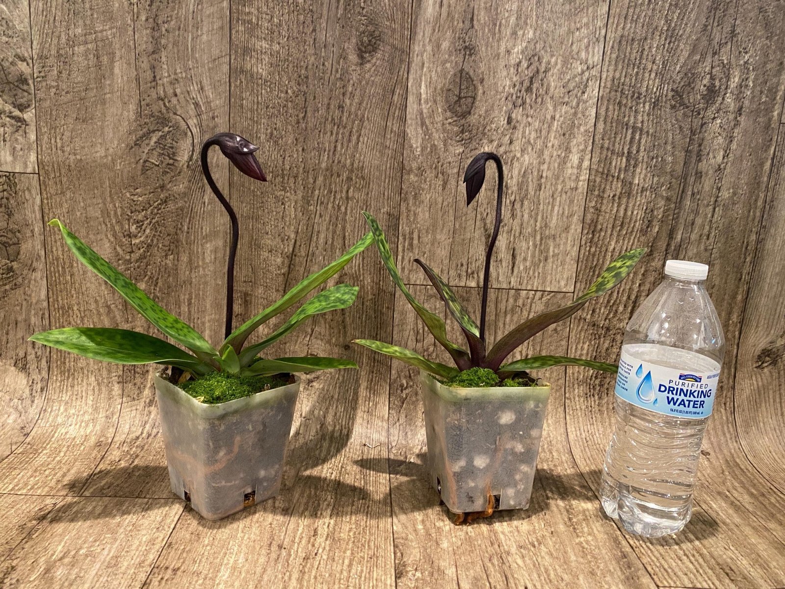In Spike Paph. Mem. Serafin Ferez ‘Christmas’ × Paph. Hsinying Macasar ...
