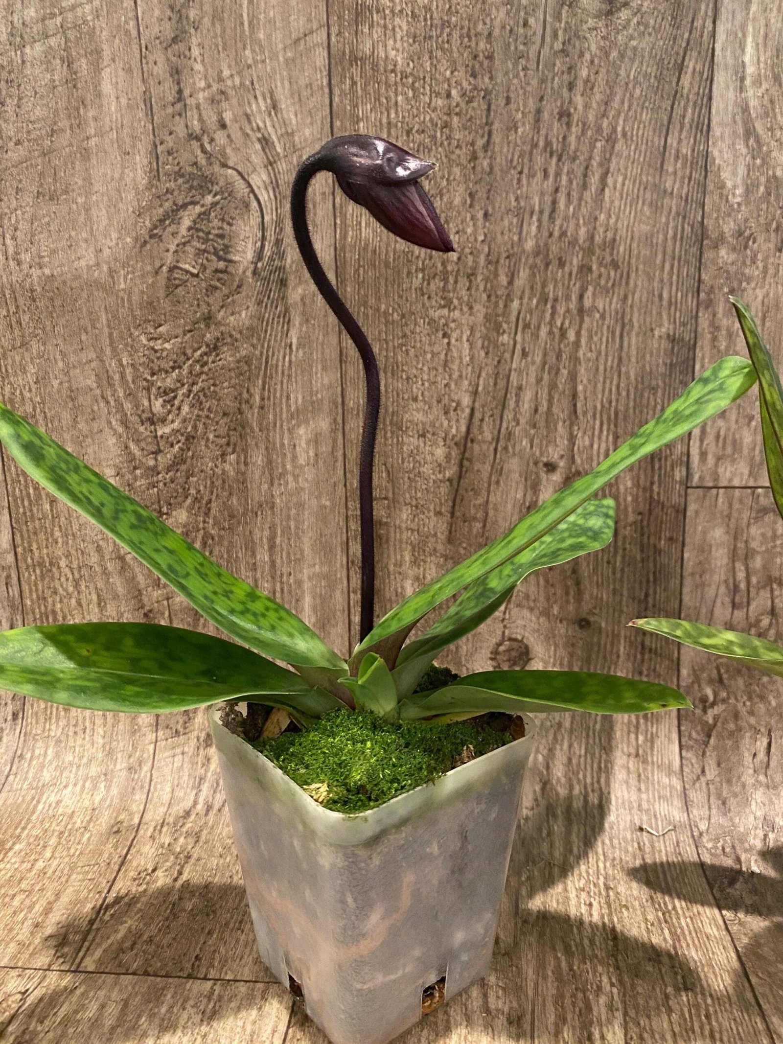 In Spike Paph. Mem. Serafin Ferez ‘Christmas’ × Paph. Hsinying Macasar ...