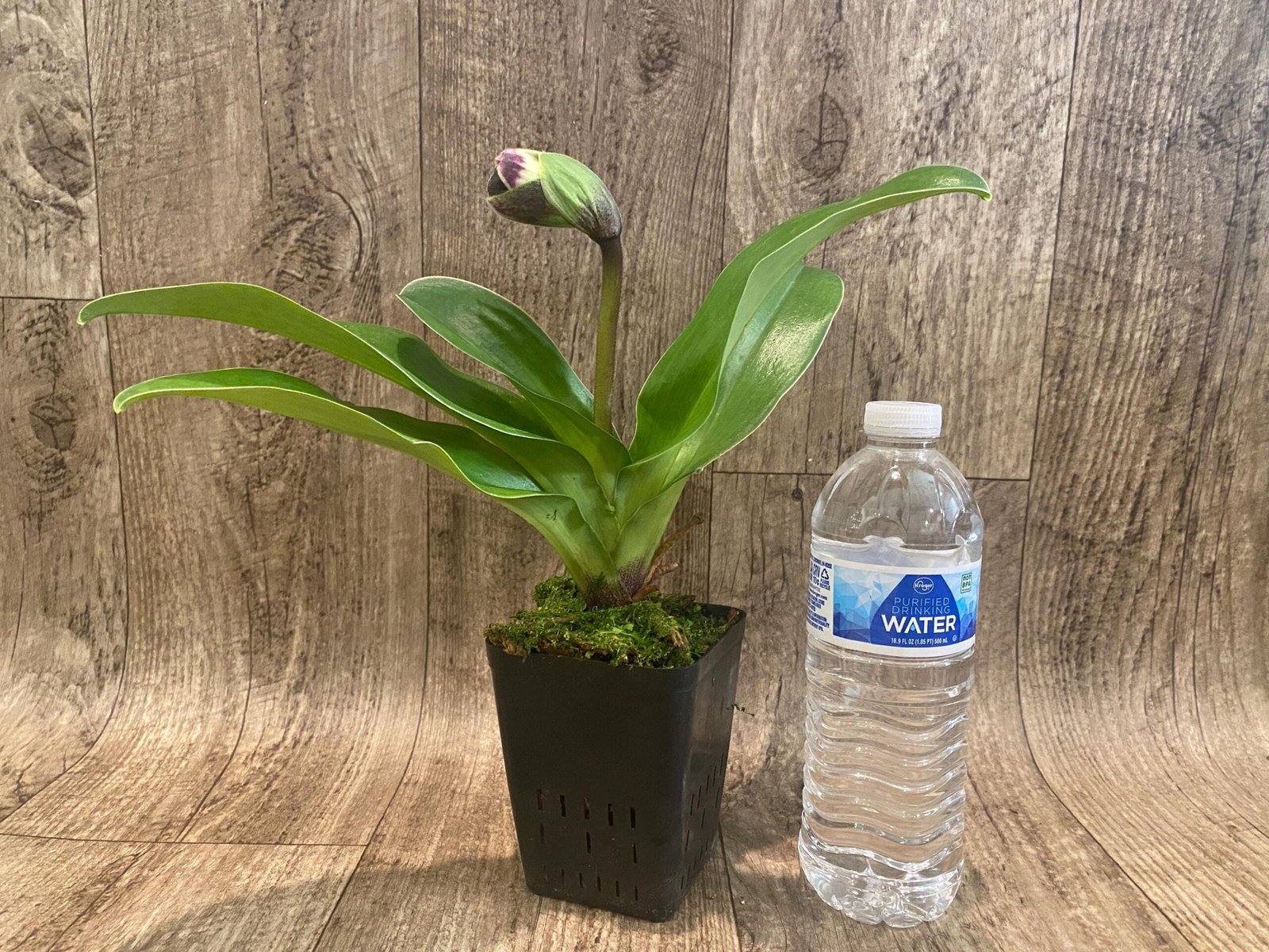 In Spike Paph. (Signature × Spotted World) ‘Tall Spots’ × Paph. Aladdin ...