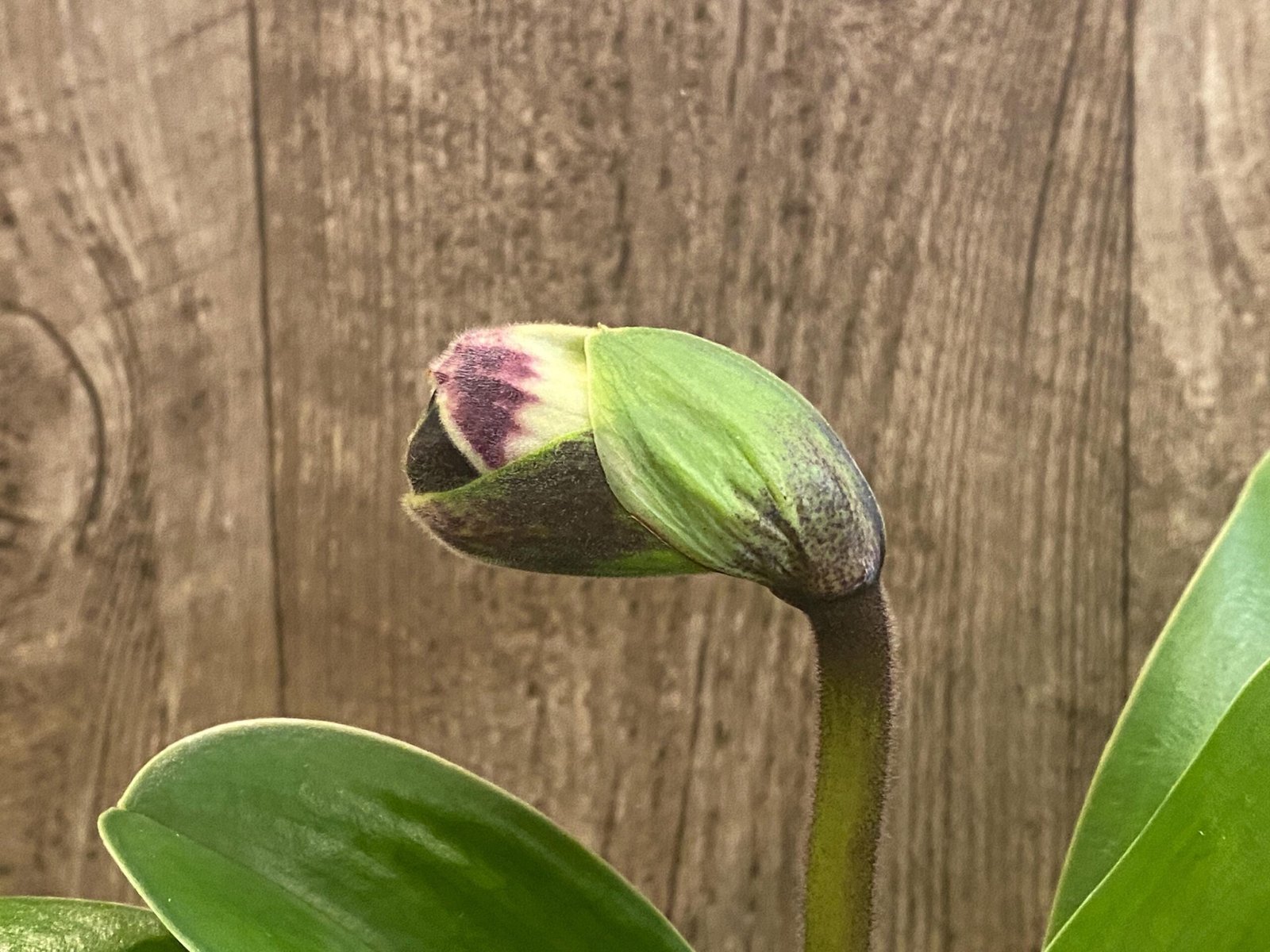 In Spike Paph. (Signature × Spotted World) ‘Tall Spots’ × Paph. Aladdin ...