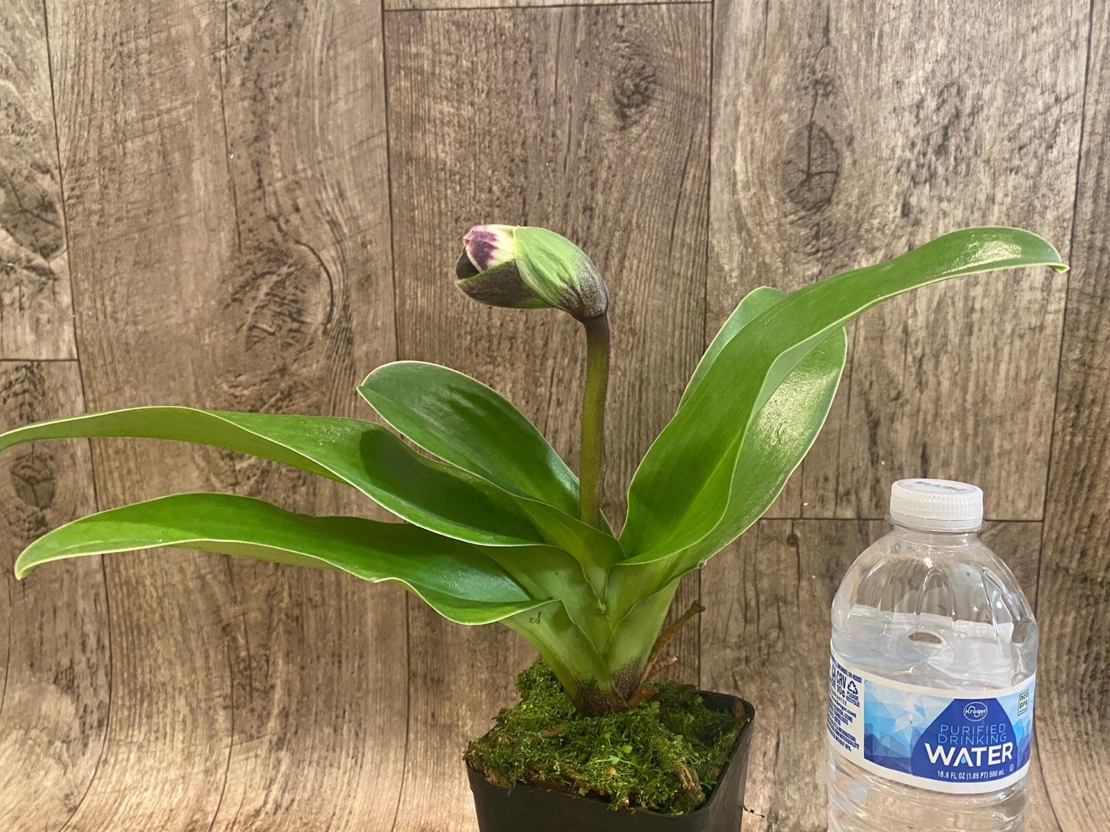 In Spike Paph. (Signature × Spotted World) ‘Tall Spots’ × Paph. Aladdin ...