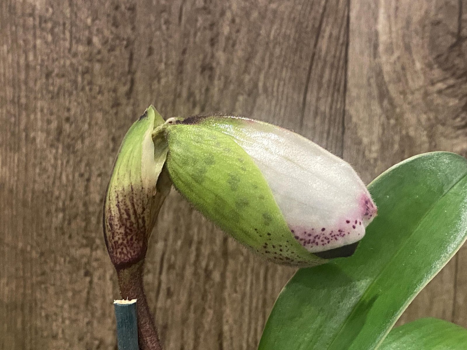 In Spike Paph. Star Power ‘Diva Maria’ x Paph. Aladdin ‘Masterpiece’ AM ...
