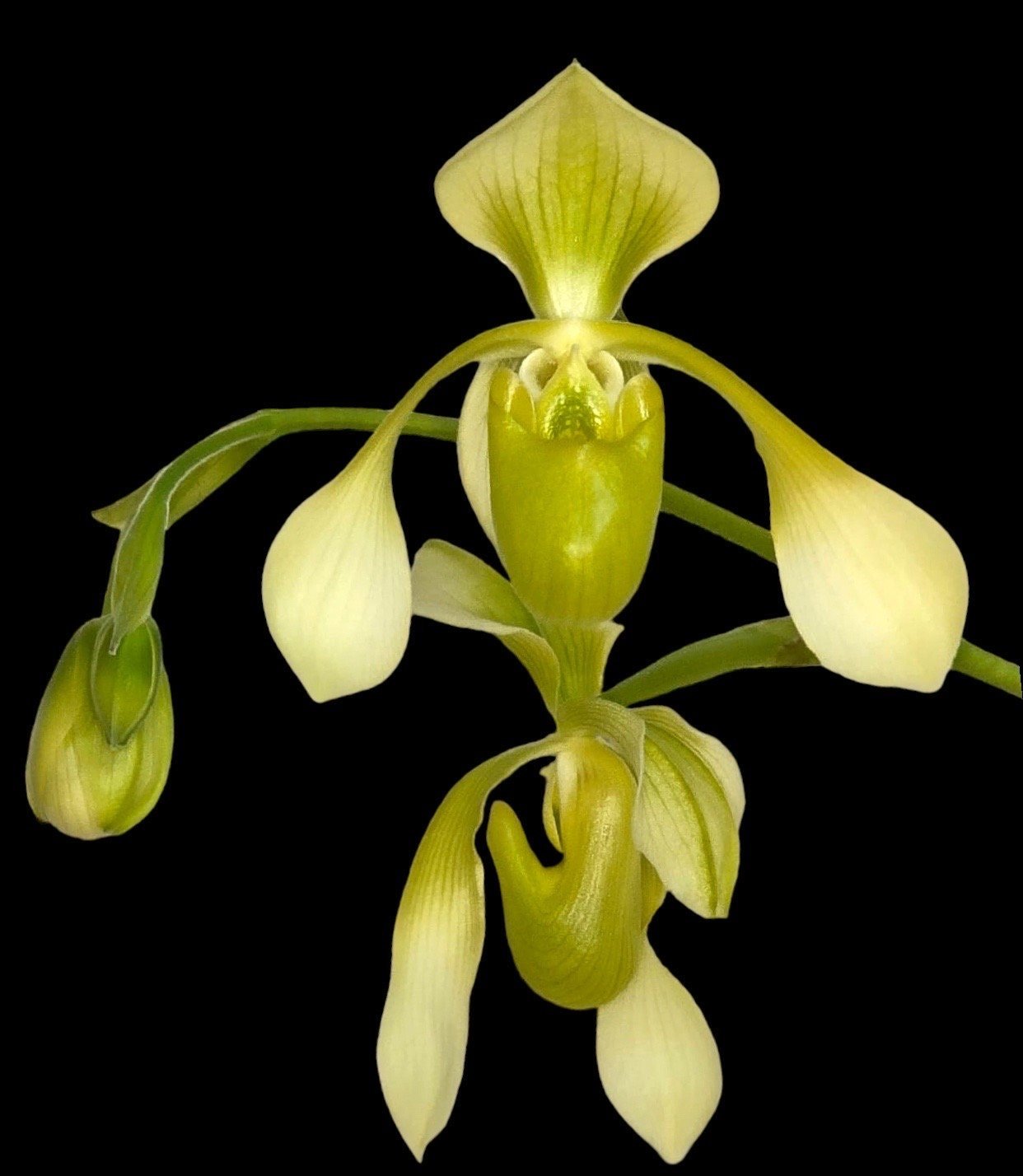 IN SPIKE – Paphiopedilum QF Yellow Bird (Paph. Toni Stemple x lowii ...