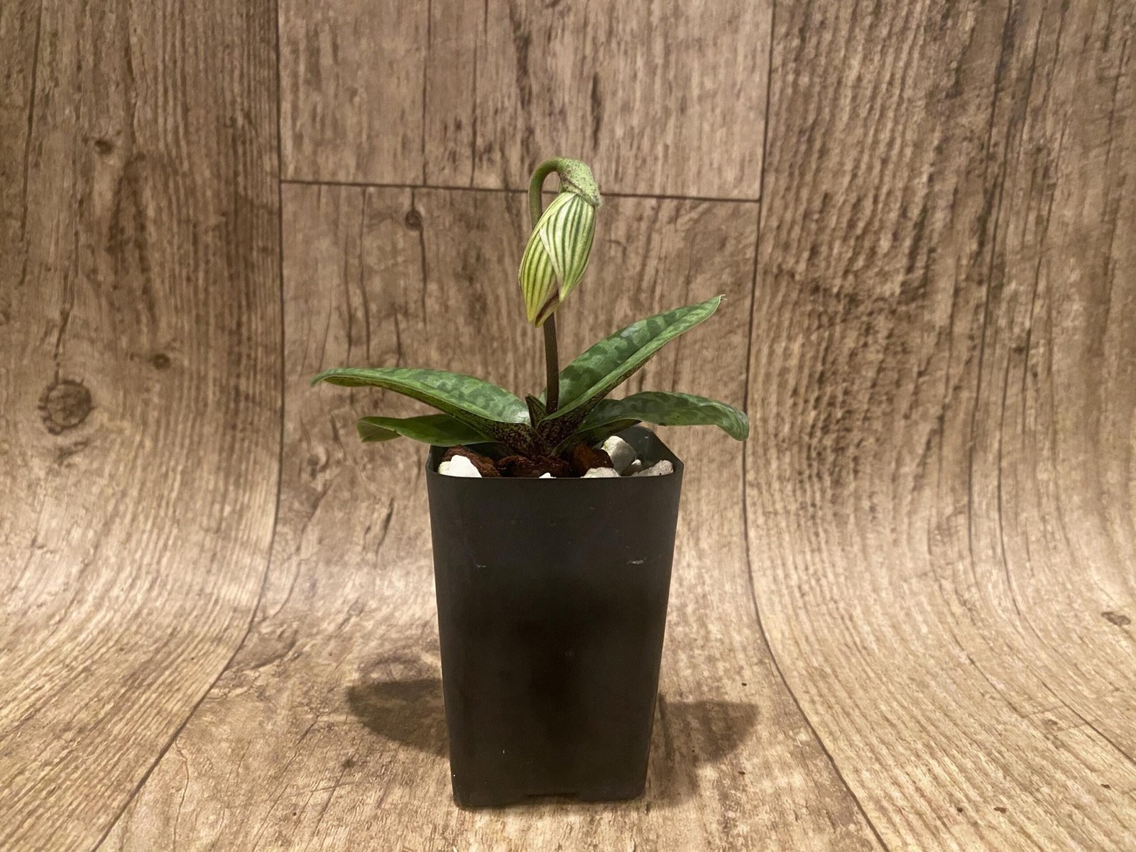 In Bud Paphiopedilum venustum x sib (2” pot) - Everything Orchids