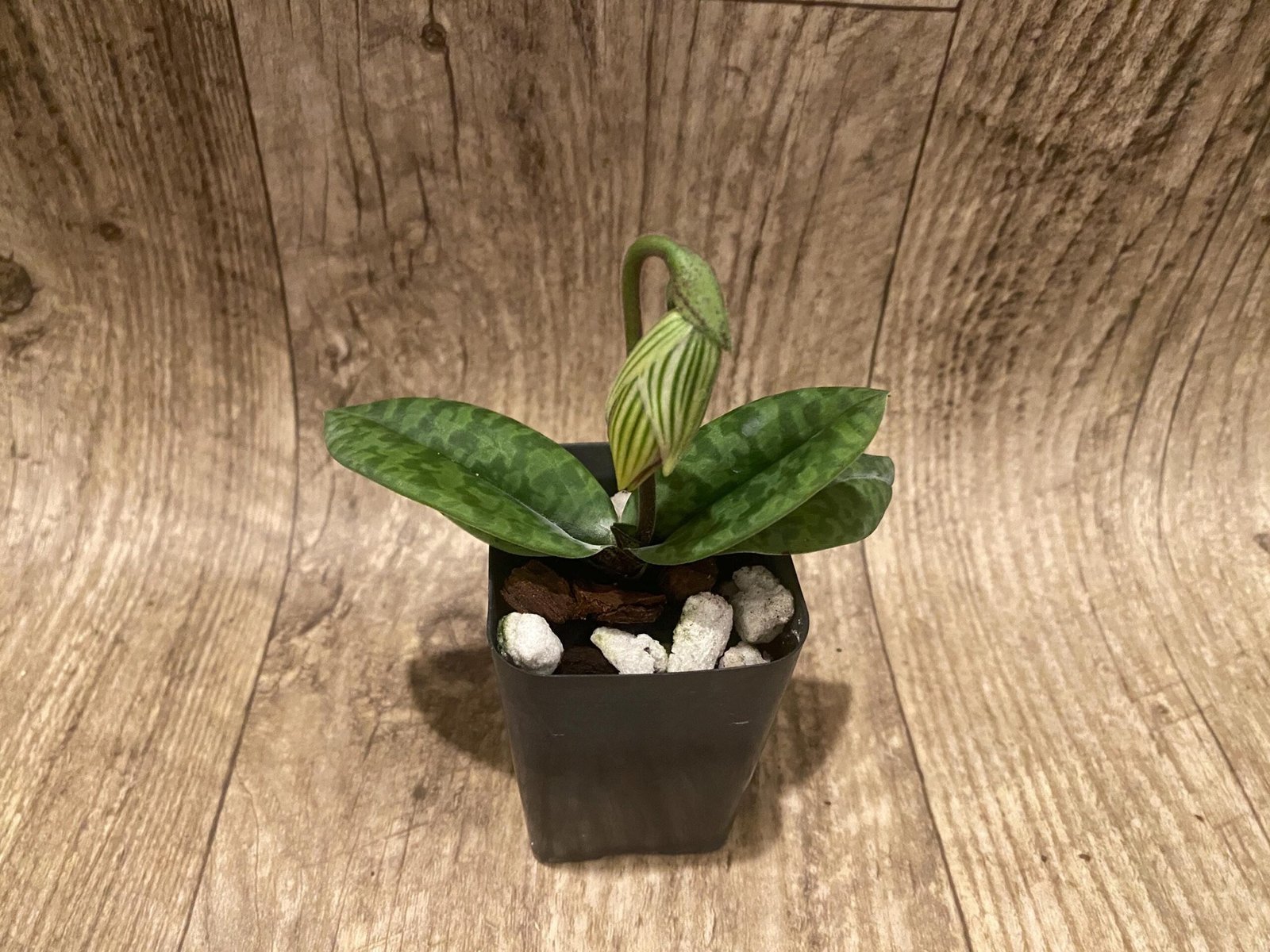 In Bud Paphiopedilum venustum x sib (2” pot) - Everything Orchids