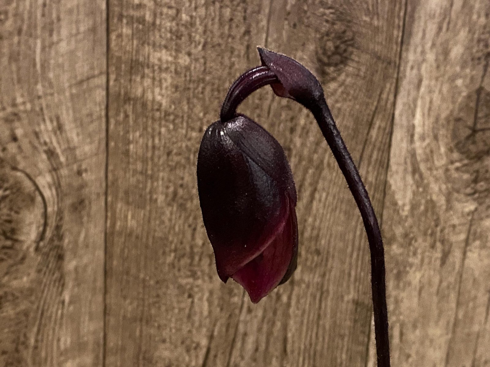 In Spike Paphiopedilum Hanabiko ‘Gorilla’ × Wood Wonder ‘Select’ (2.5 ...