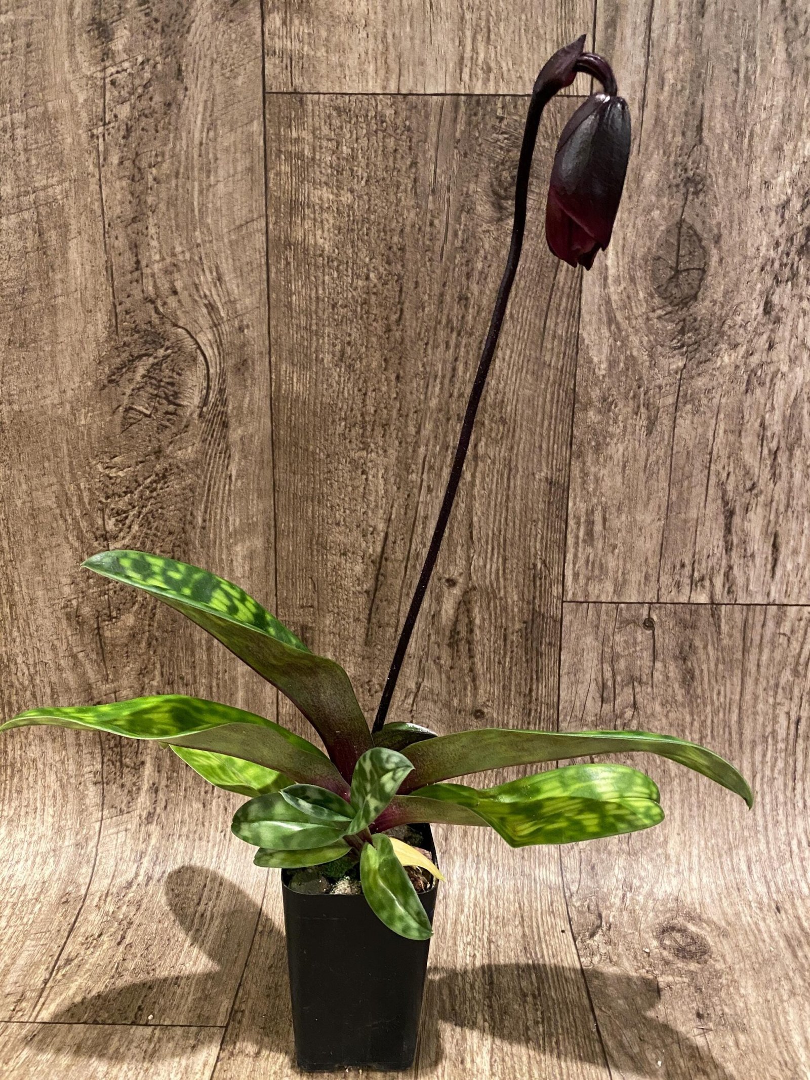 In Spike Paphiopedilum Hanabiko ‘Gorilla’ × Wood Wonder ‘Select’ (2.5 ...