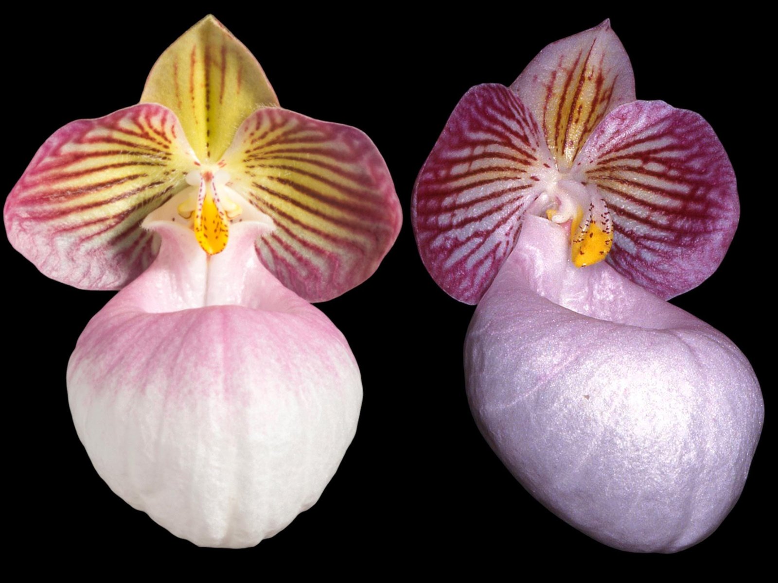 In Spike Paphiopedilum micranthum (2” pot) - Everything Orchids
