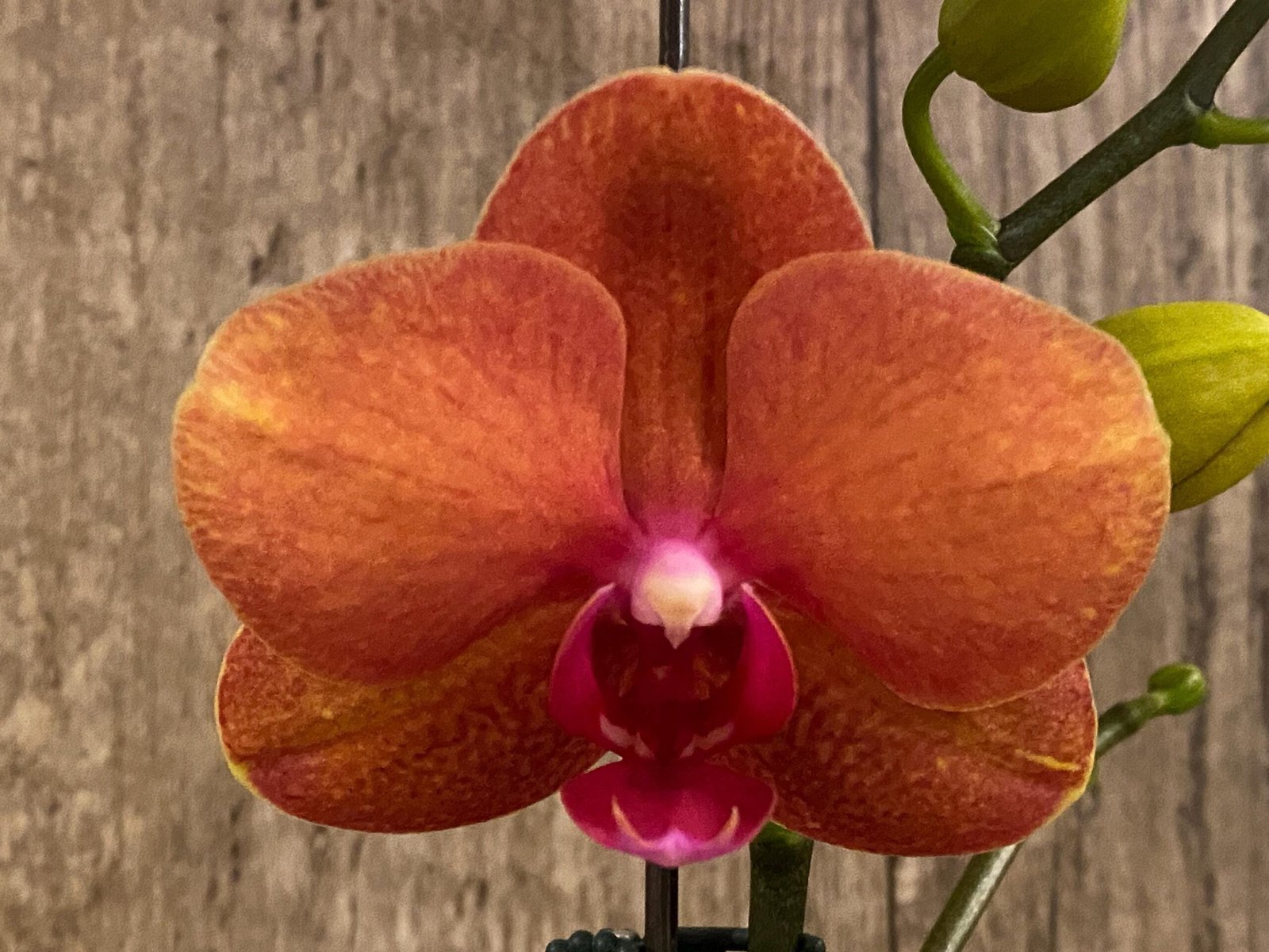 In Spike Phalaenopsis Surf Song (4.5” Pot) - Everything Orchids