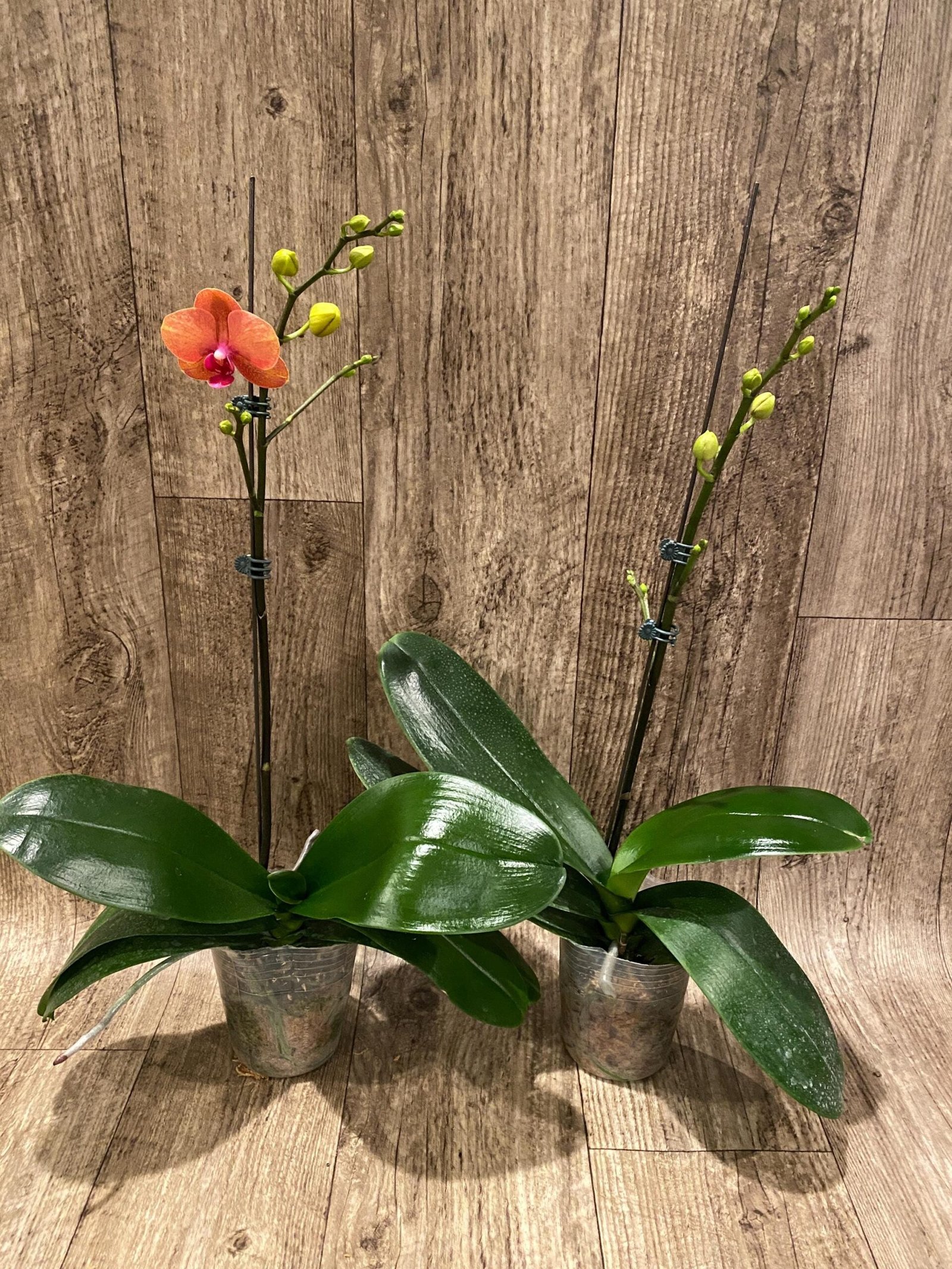 In Spike Phalaenopsis Surf Song (4.5” Pot) - Everything Orchids