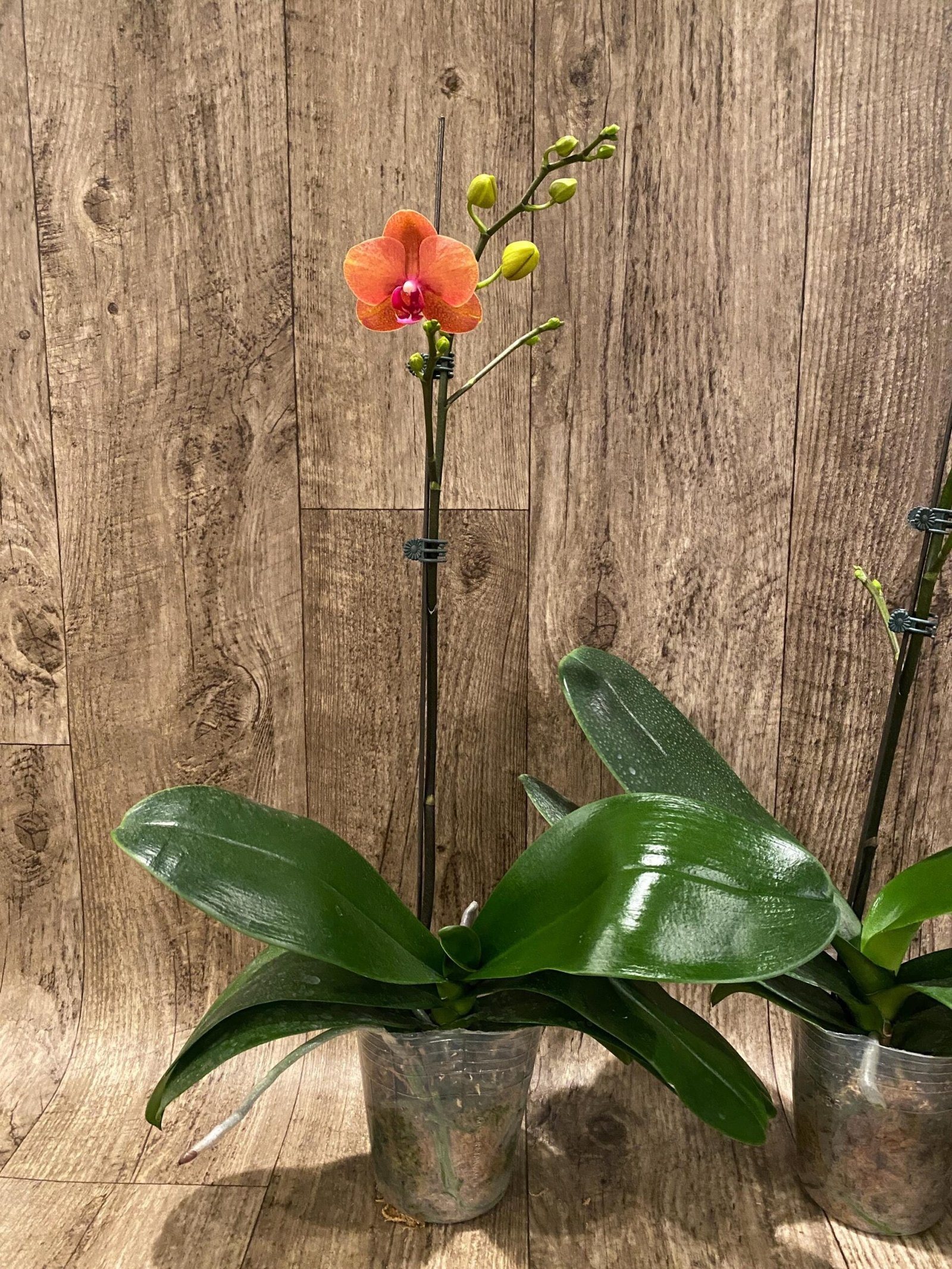 In Spike Phalaenopsis Surf Song (4.5” Pot) - Everything Orchids