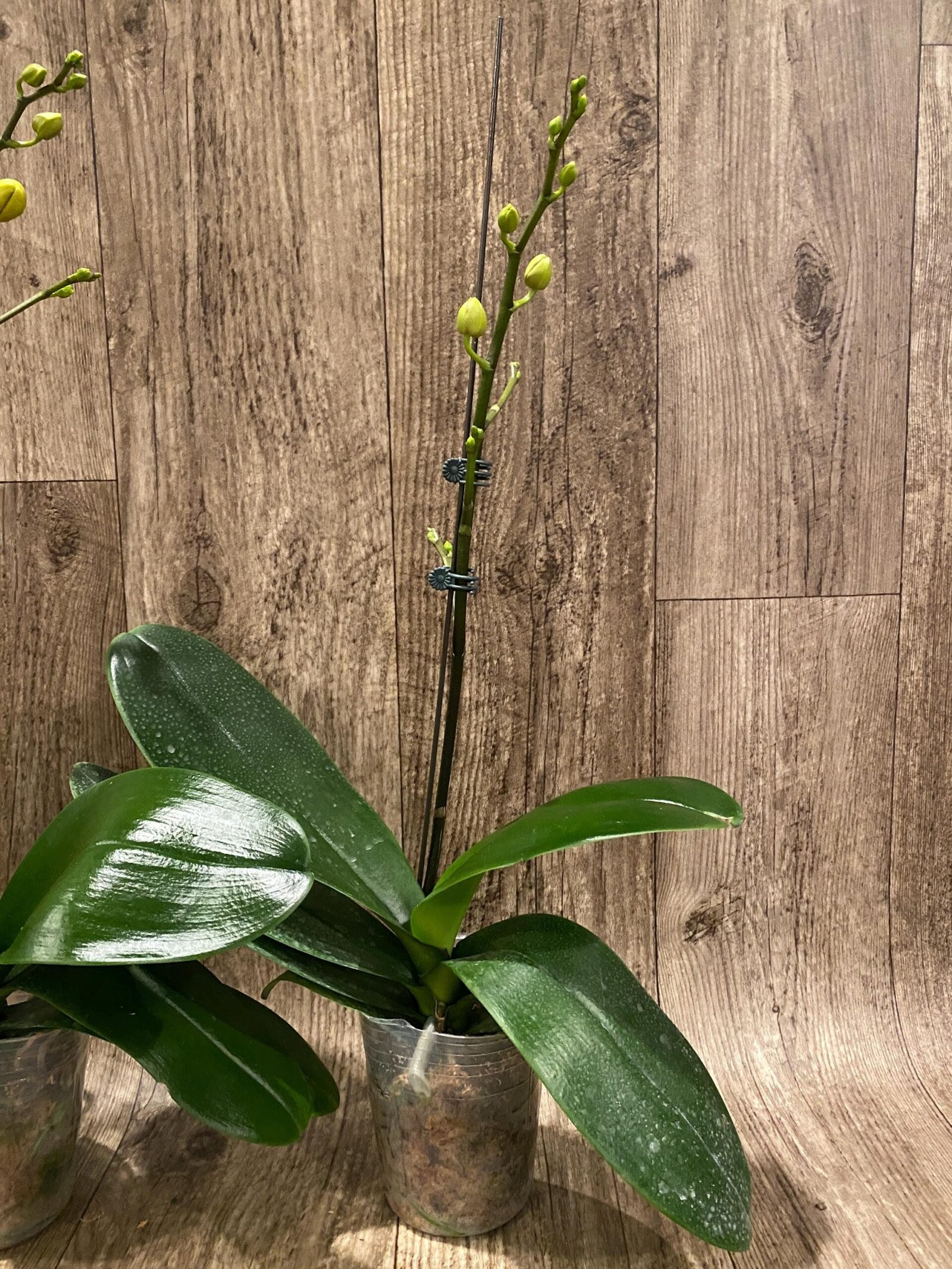 In Spike Phalaenopsis Surf Song (4.5” Pot) - Everything Orchids