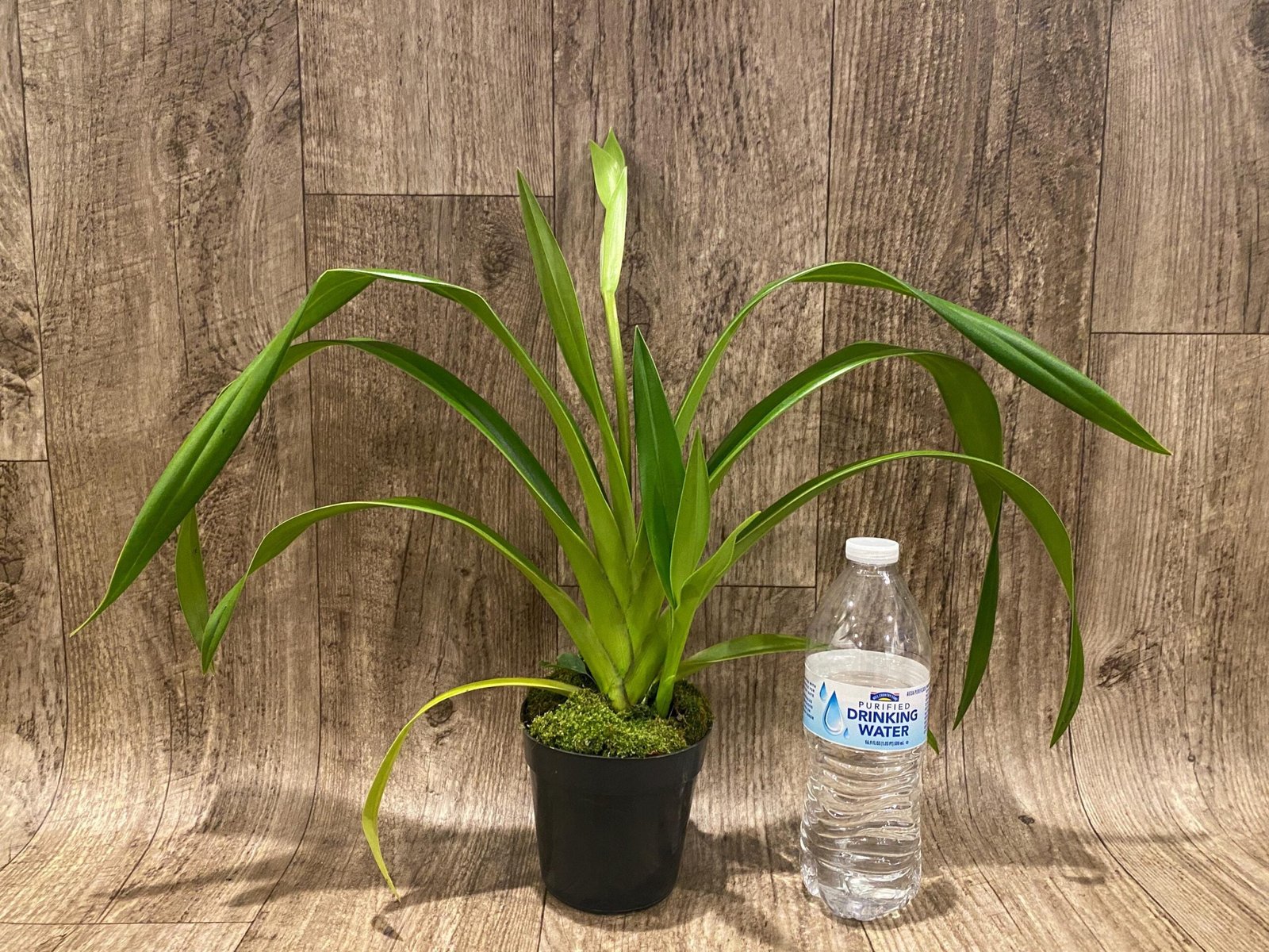 In Spike Phrag. Fireworks (4.5″ pot) - Everything Orchids