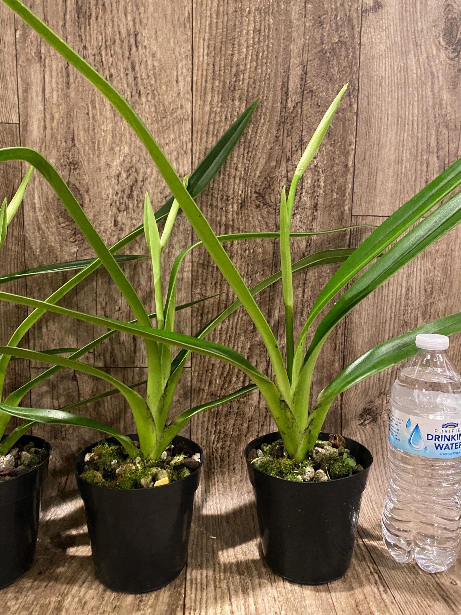 In Spike Phrag. longifolium ‘Pink’ (4.5″ pot) - Everything Orchids